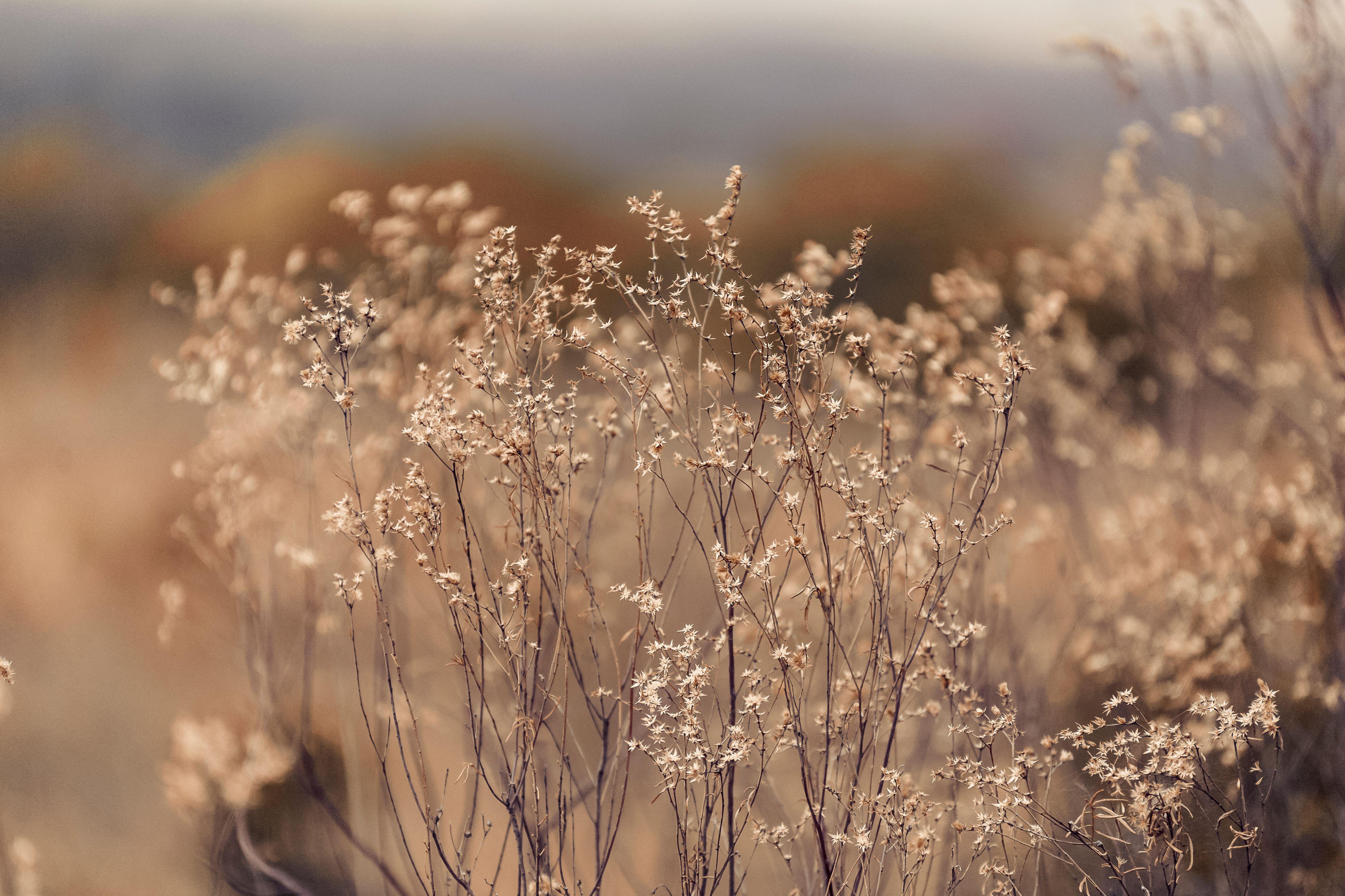 Delicate Dry Wildflowers in a Sunlit Field · Free Stock Photo
