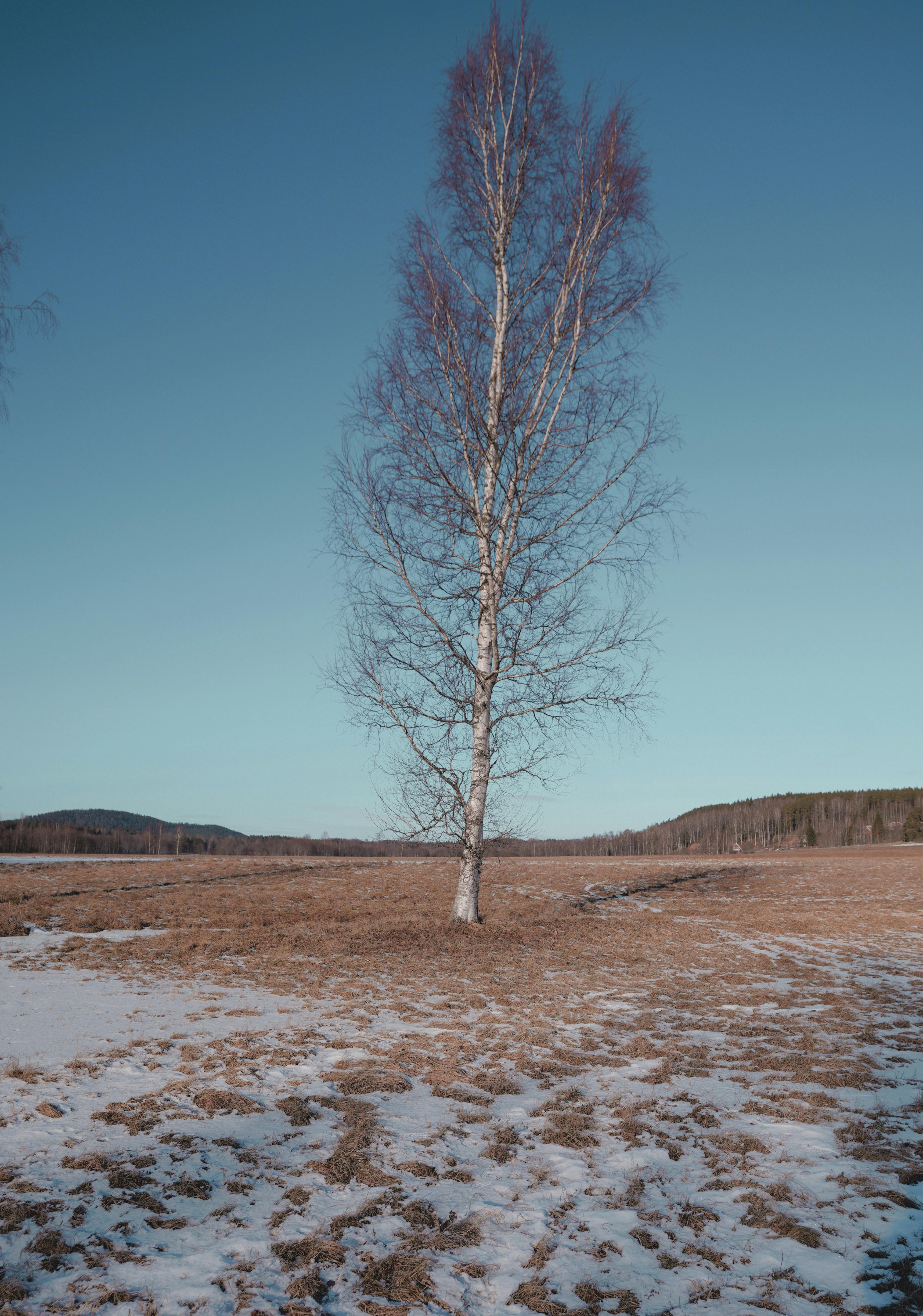 Dobut Clearing Photos, Download The BEST Free Dobut Clearing Stock ...