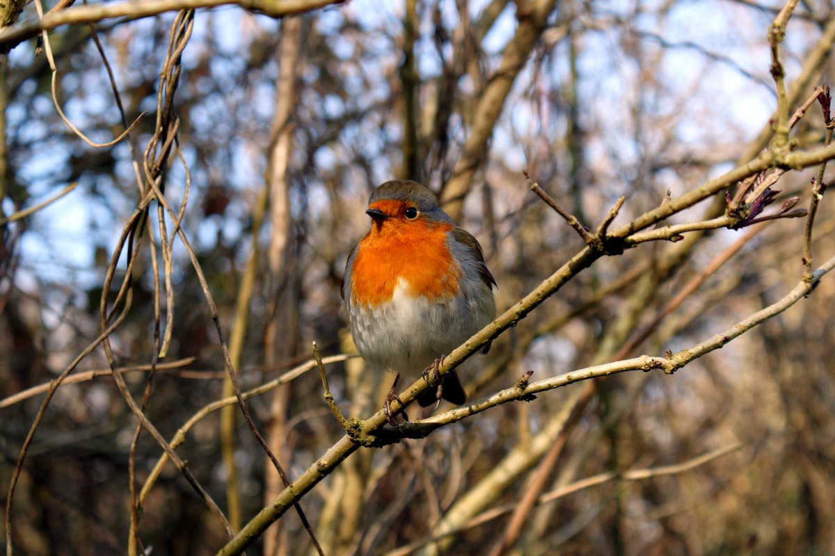 Robin Photos, Download The BEST Free Robin Stock Photos & HD Images