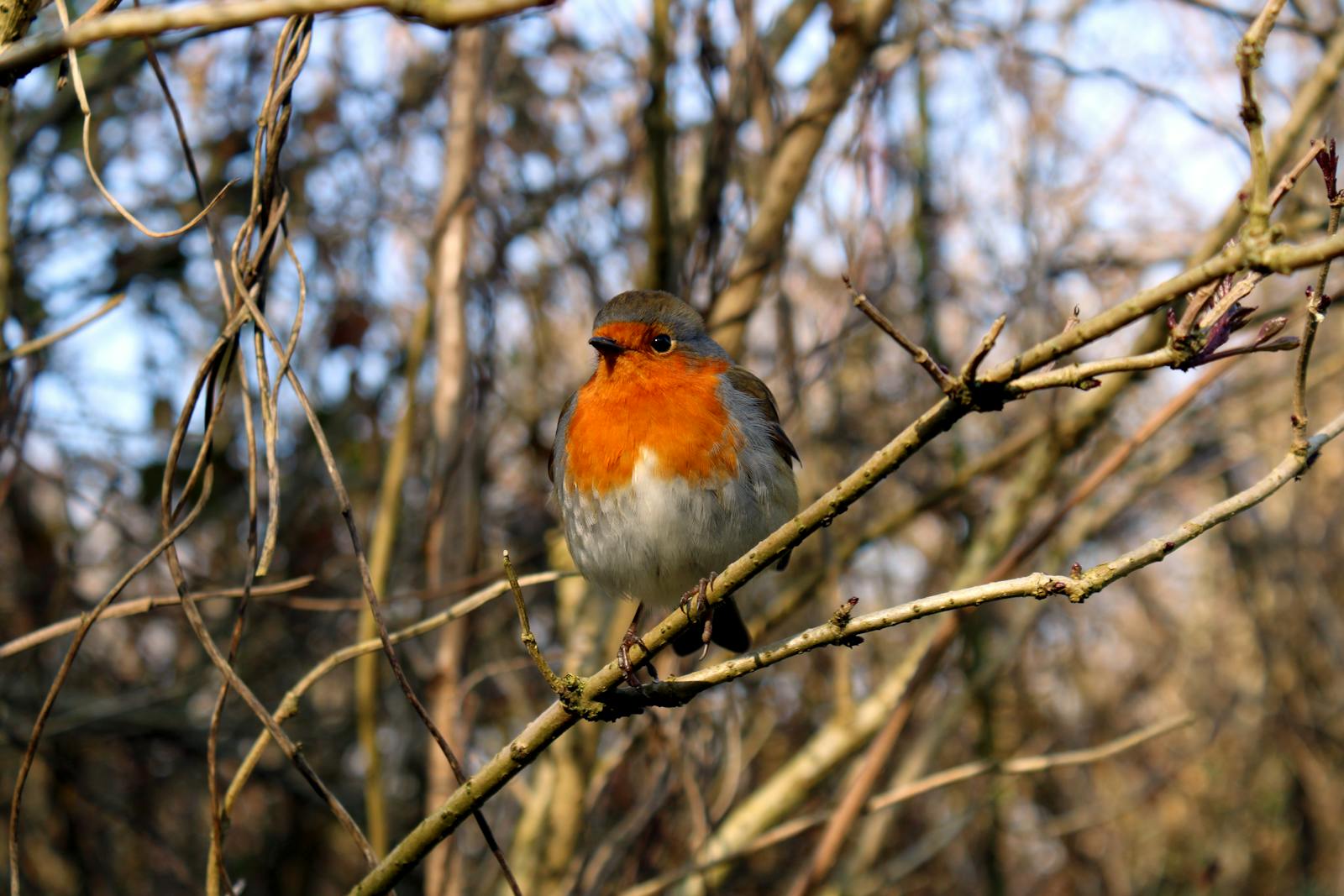 Robin Photos, Download The BEST Free Robin Stock Photos & HD Images