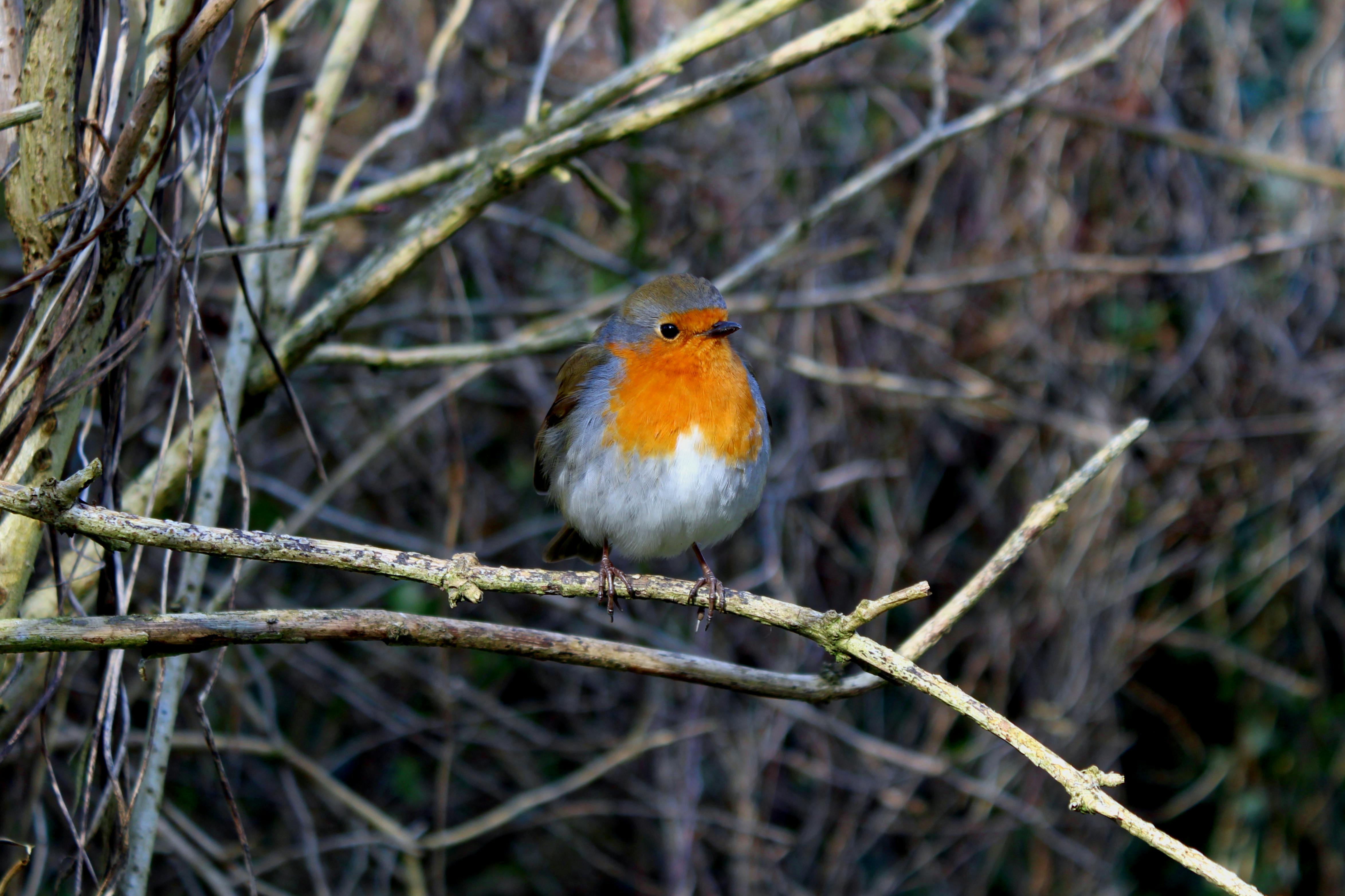 European Robin Perched on Branch in Winter · Free Stock Photo