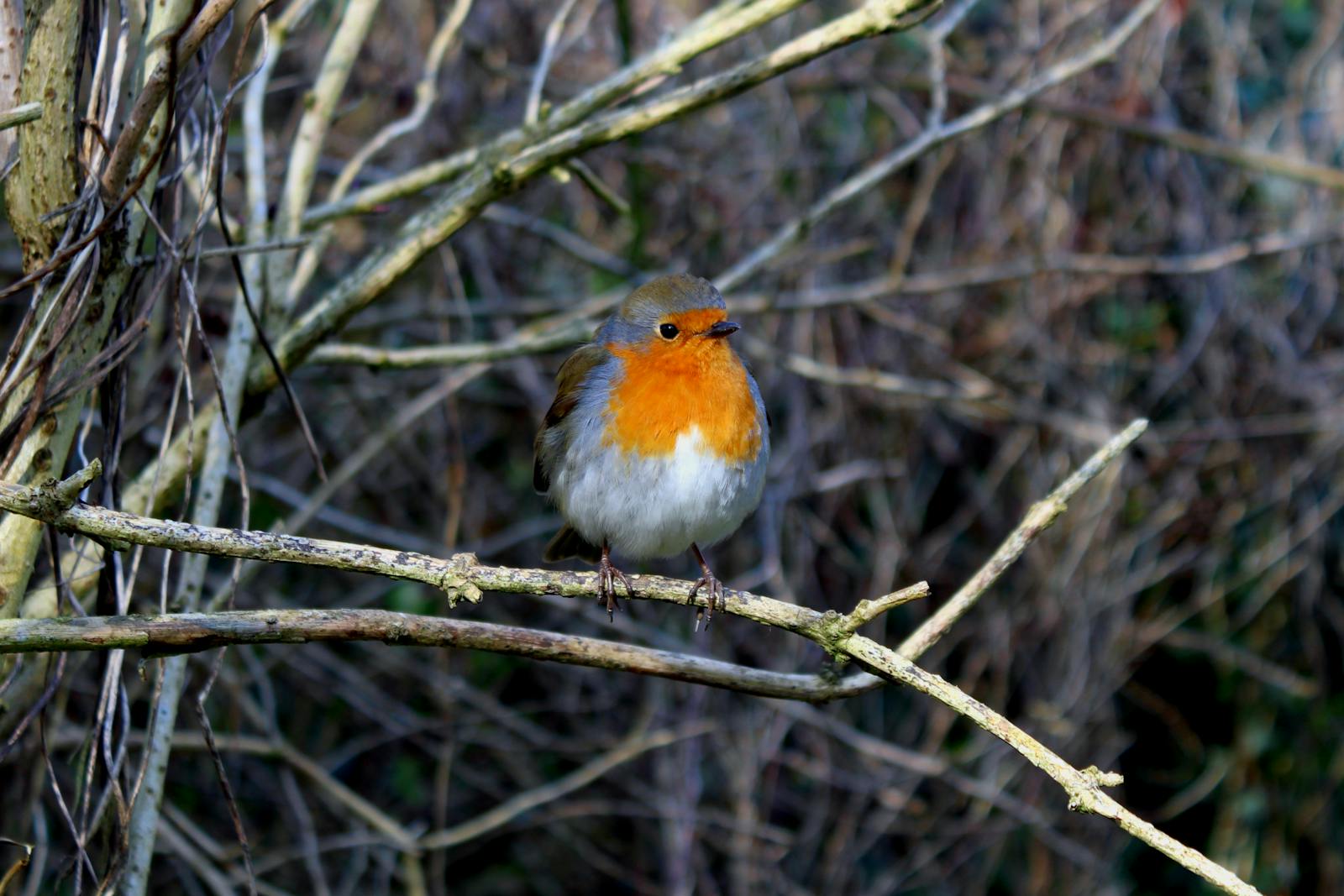 Robin Photos, Download The BEST Free Robin Stock Photos & HD Images