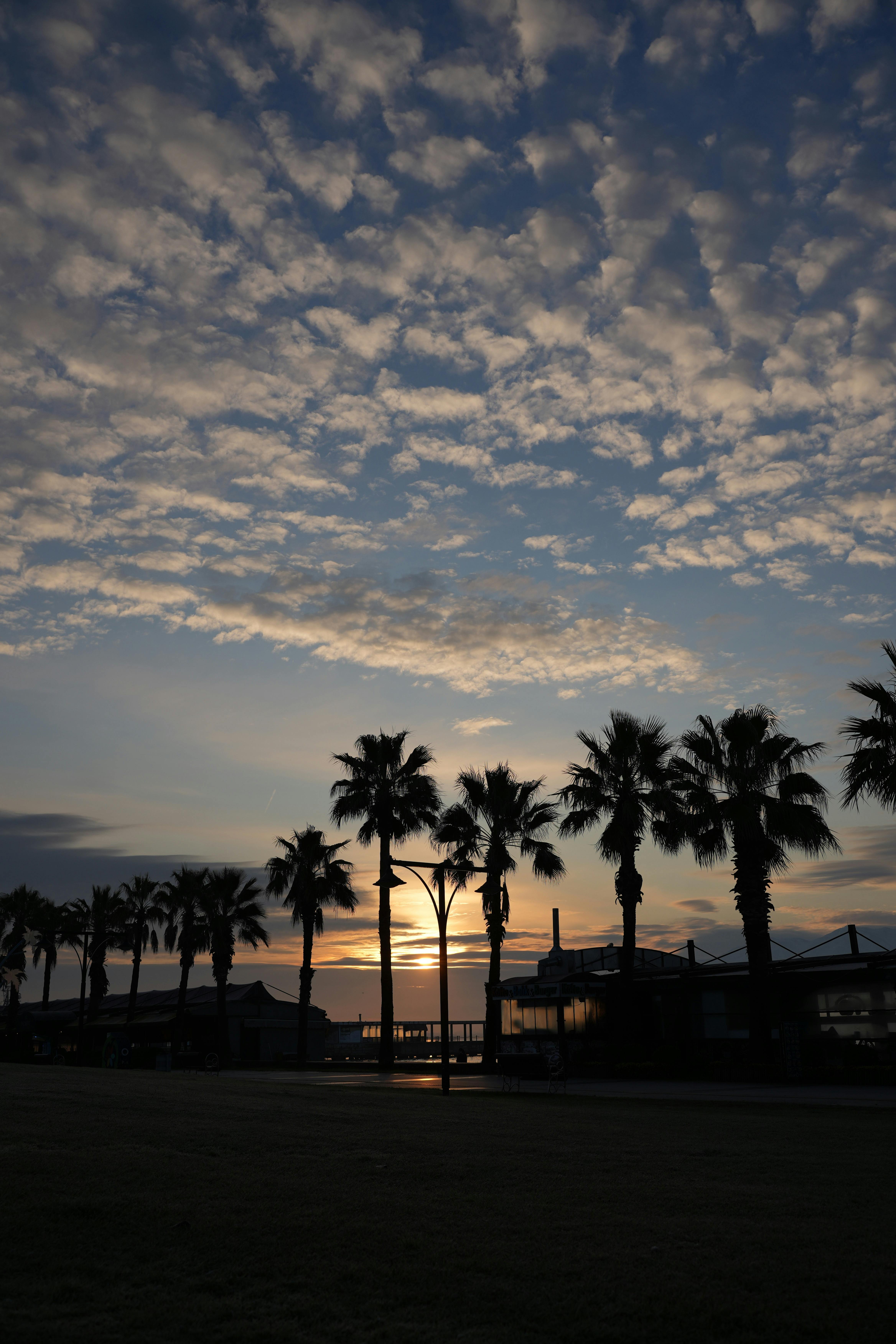 Scenic Palm Tree Sunset on a Serene Beachfront · Free Stock Photo