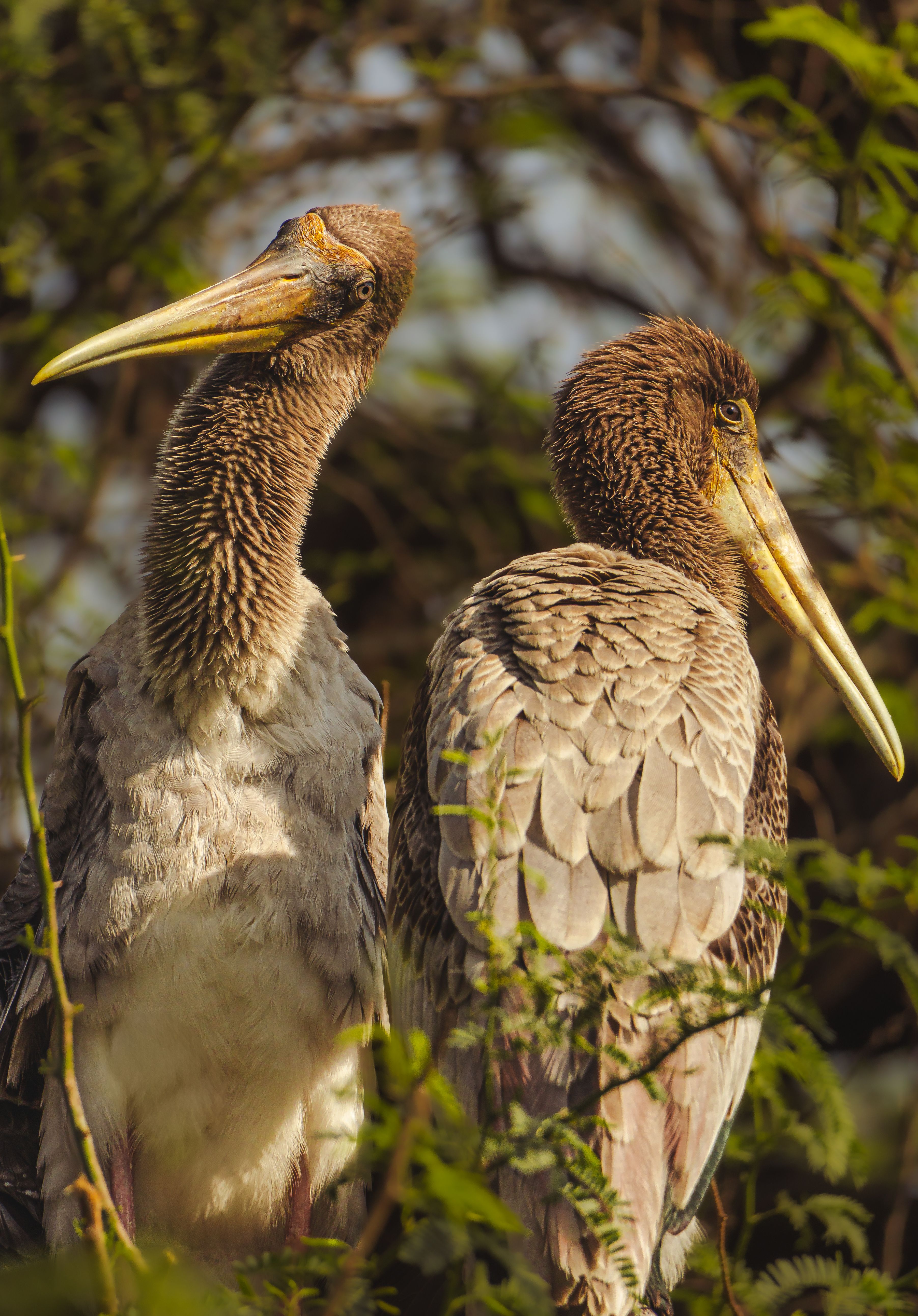 Pair of Painted Storks in Natural Habitat · Free Stock Photo