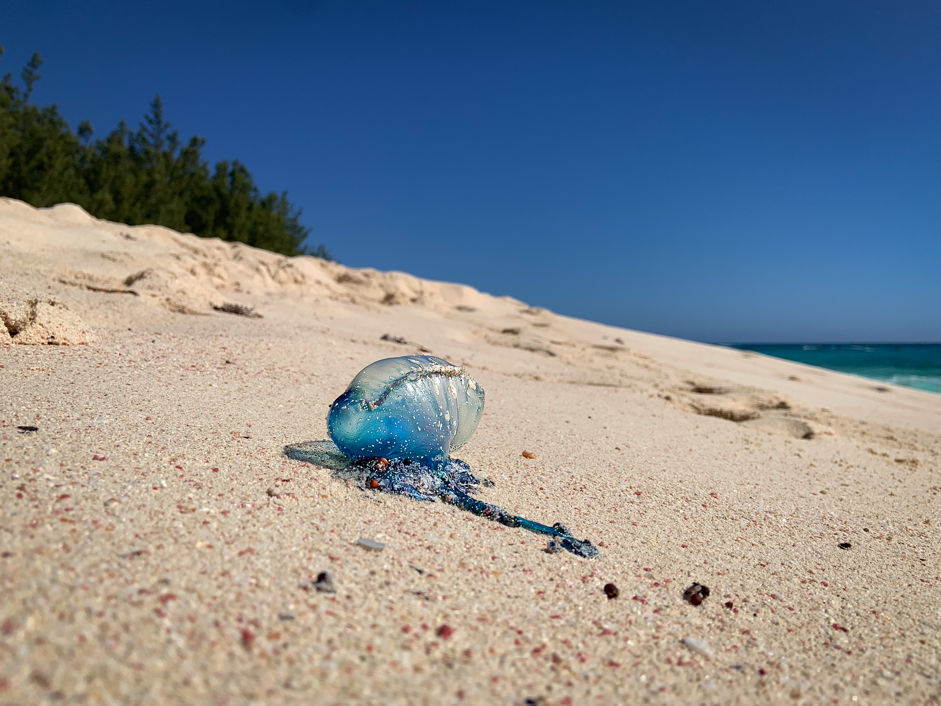 Portuguese Man-of-War on Pink Sand Beach, Bermuda · Free Stock Photo