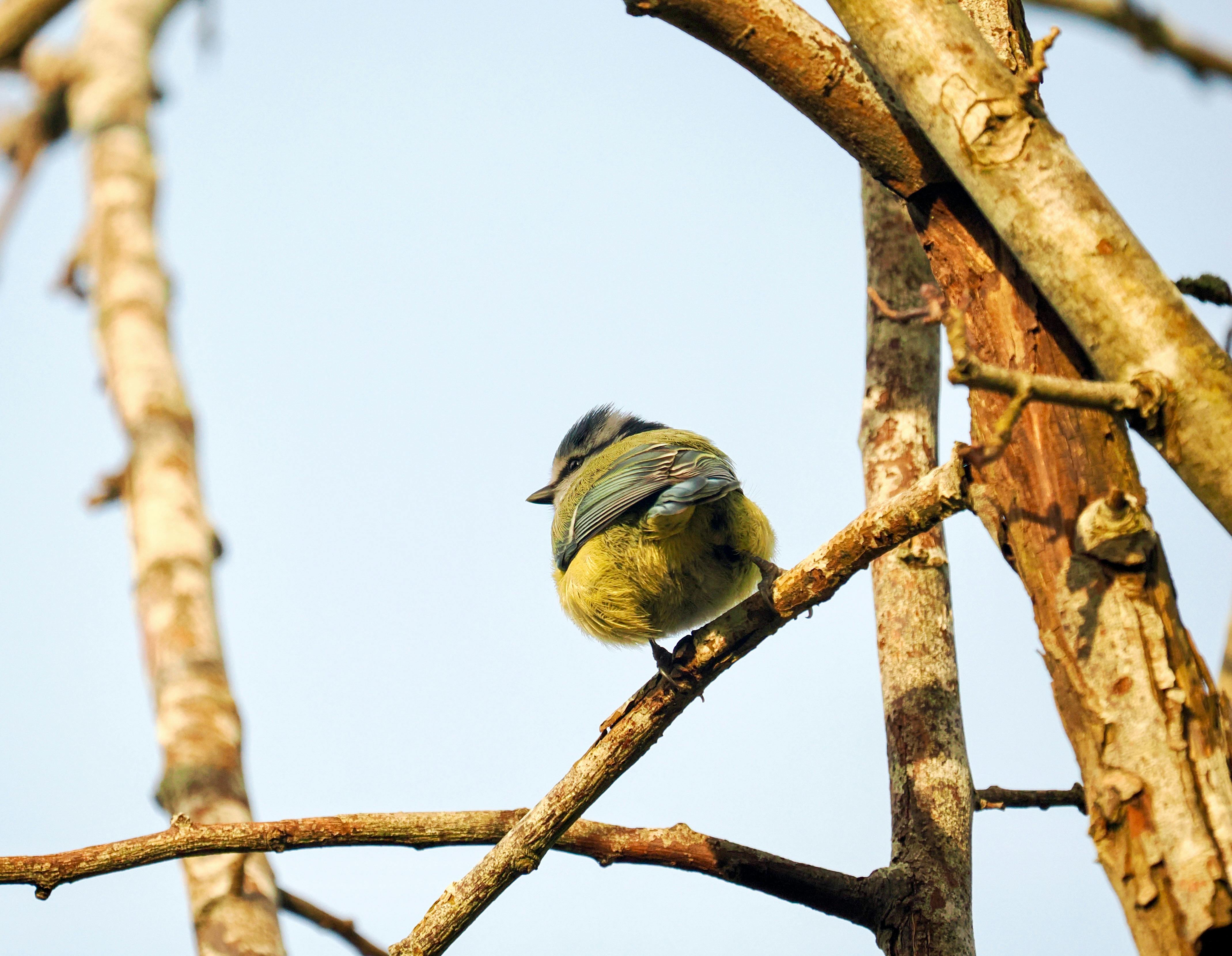 Birding Strachar Photos, Download The BEST Free Birding Strachar Stock ...