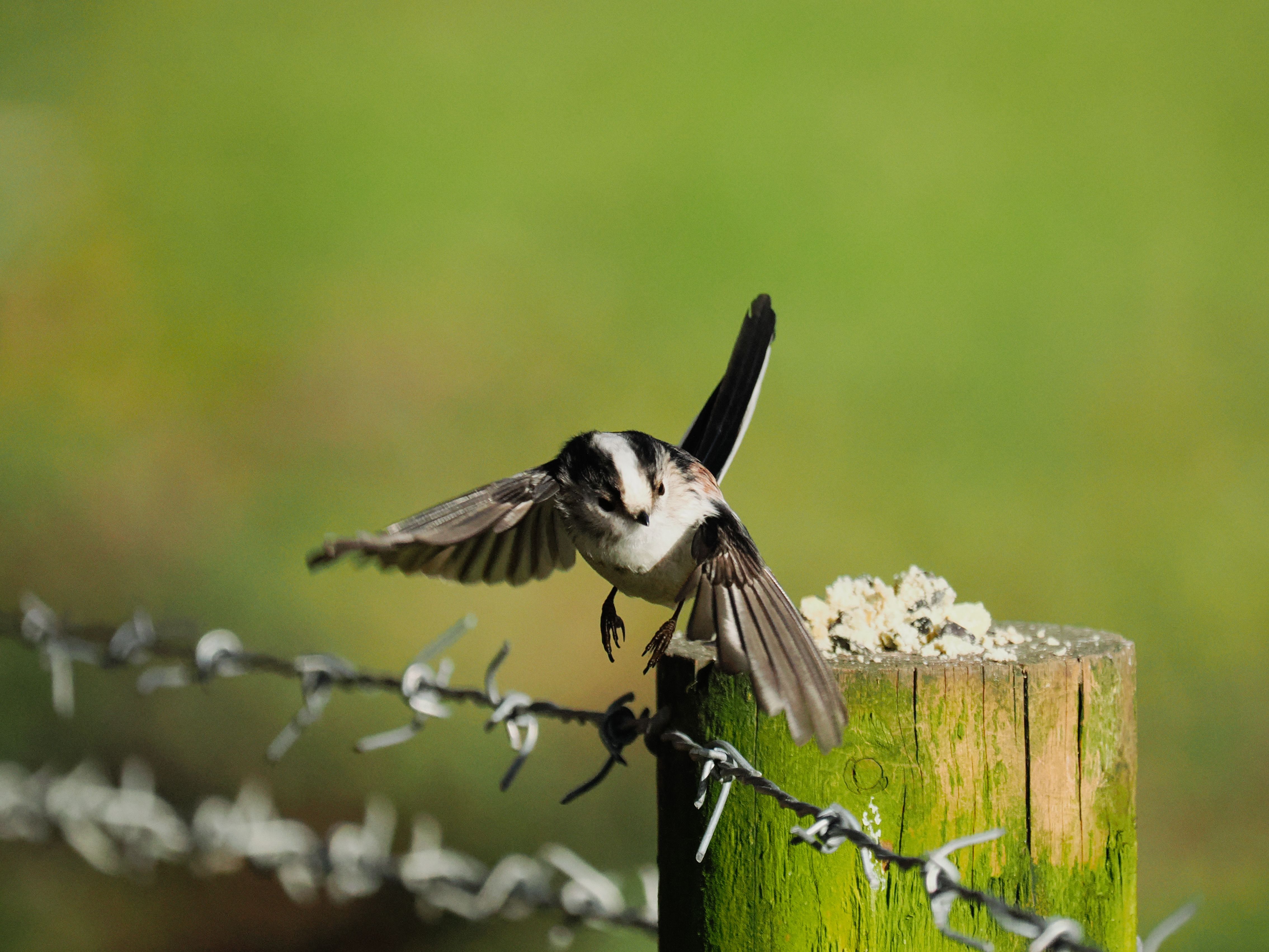 Bird Landing on Barbed Wire Fence Post · Free Stock Photo