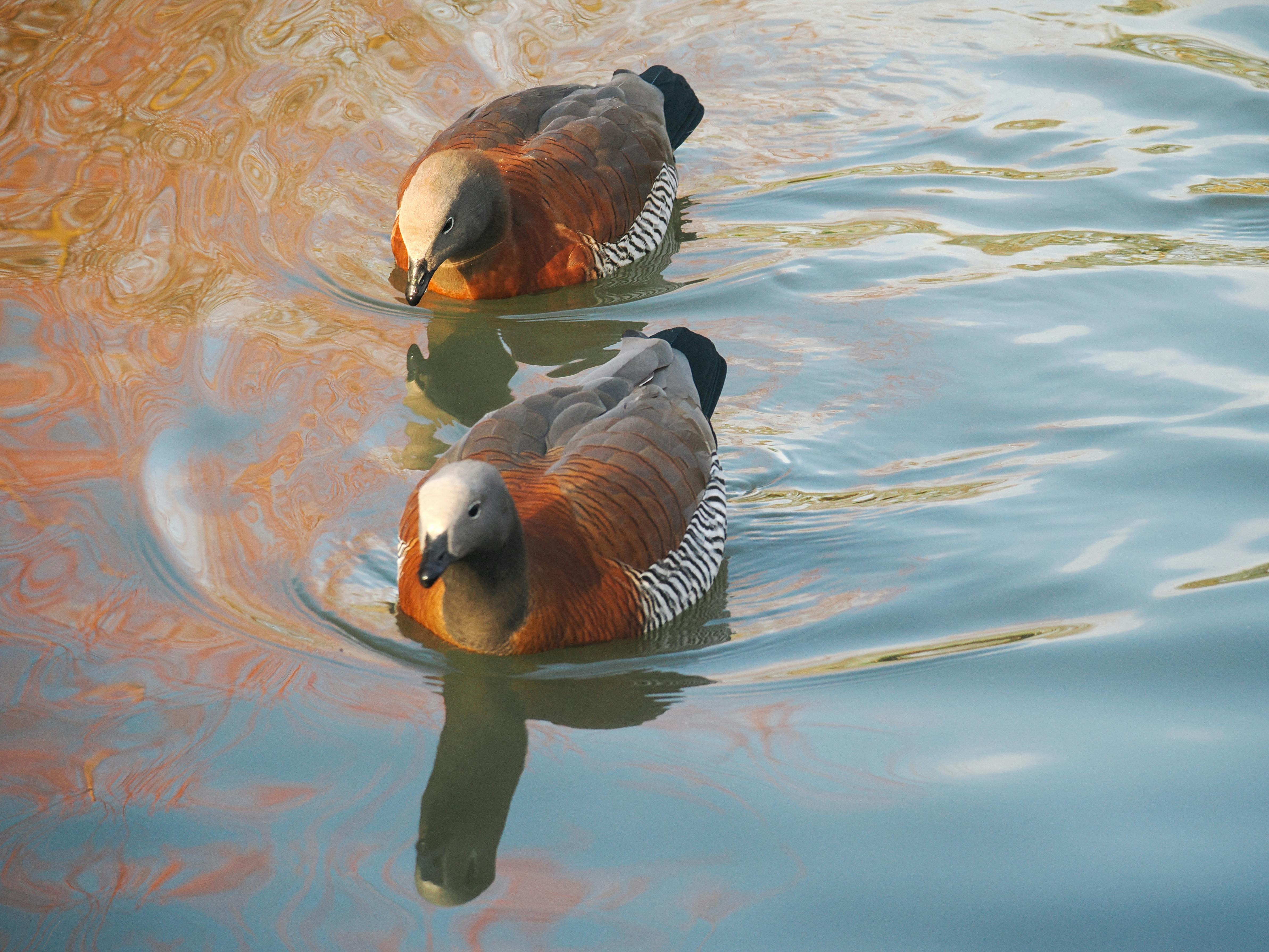 Pair of Cape Barren Geese Swimming in Calm Water · Free Stock Photo