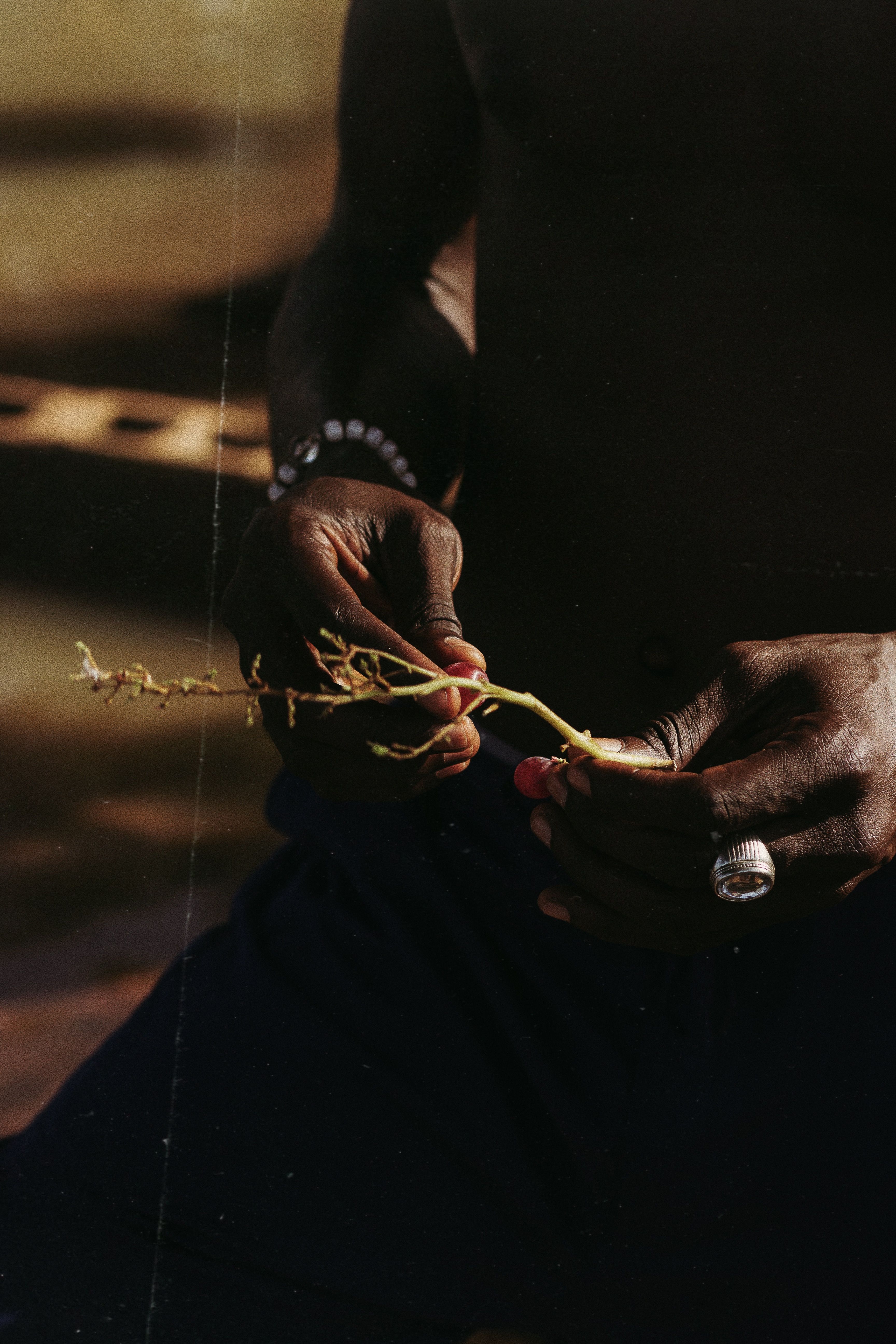 Traditional Nigerian Hands Holding Herb Stalk · Free Stock Photo