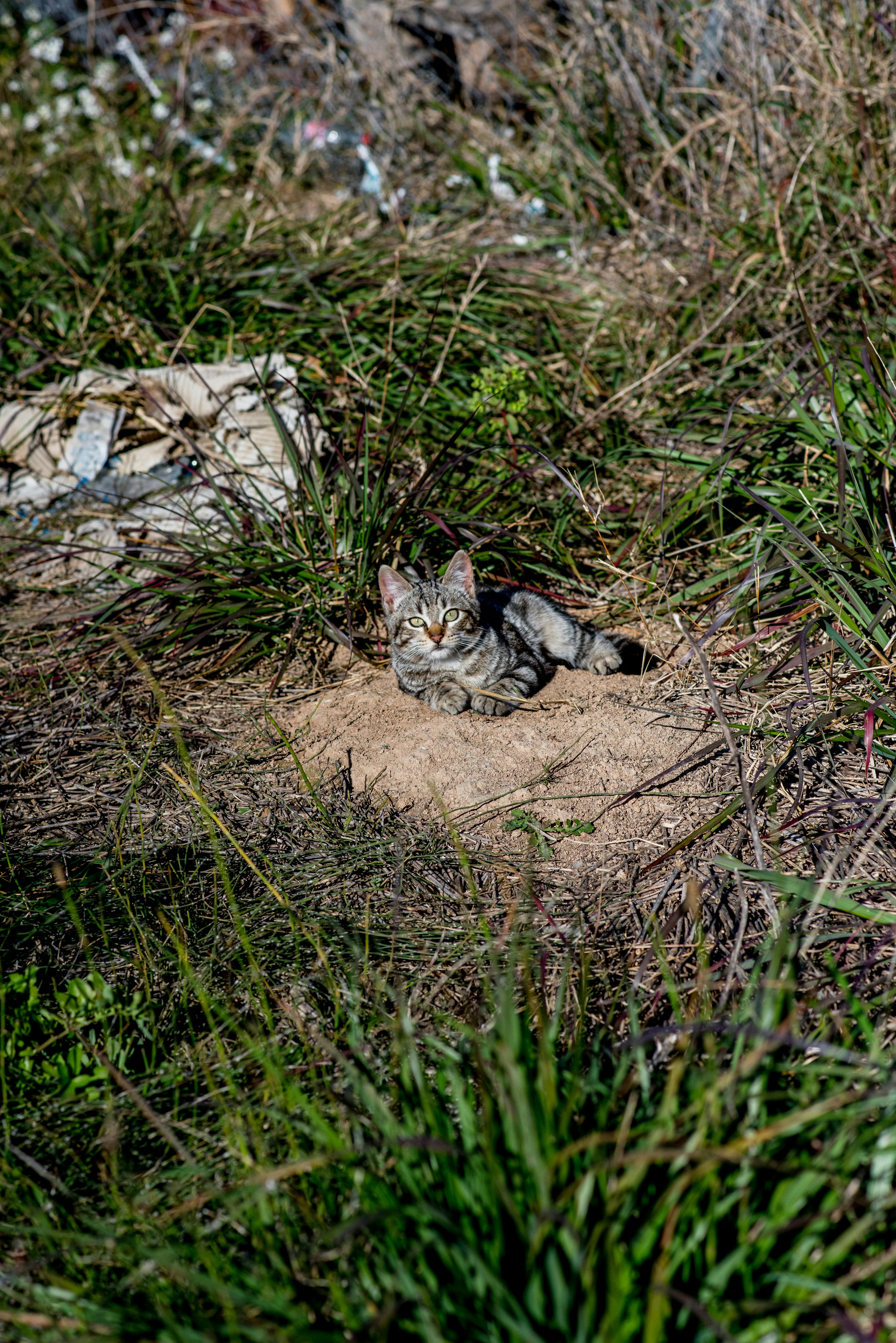 Lesbea Pussycat Photos, Download The BEST Free Lesbea Pussycat Stock ...