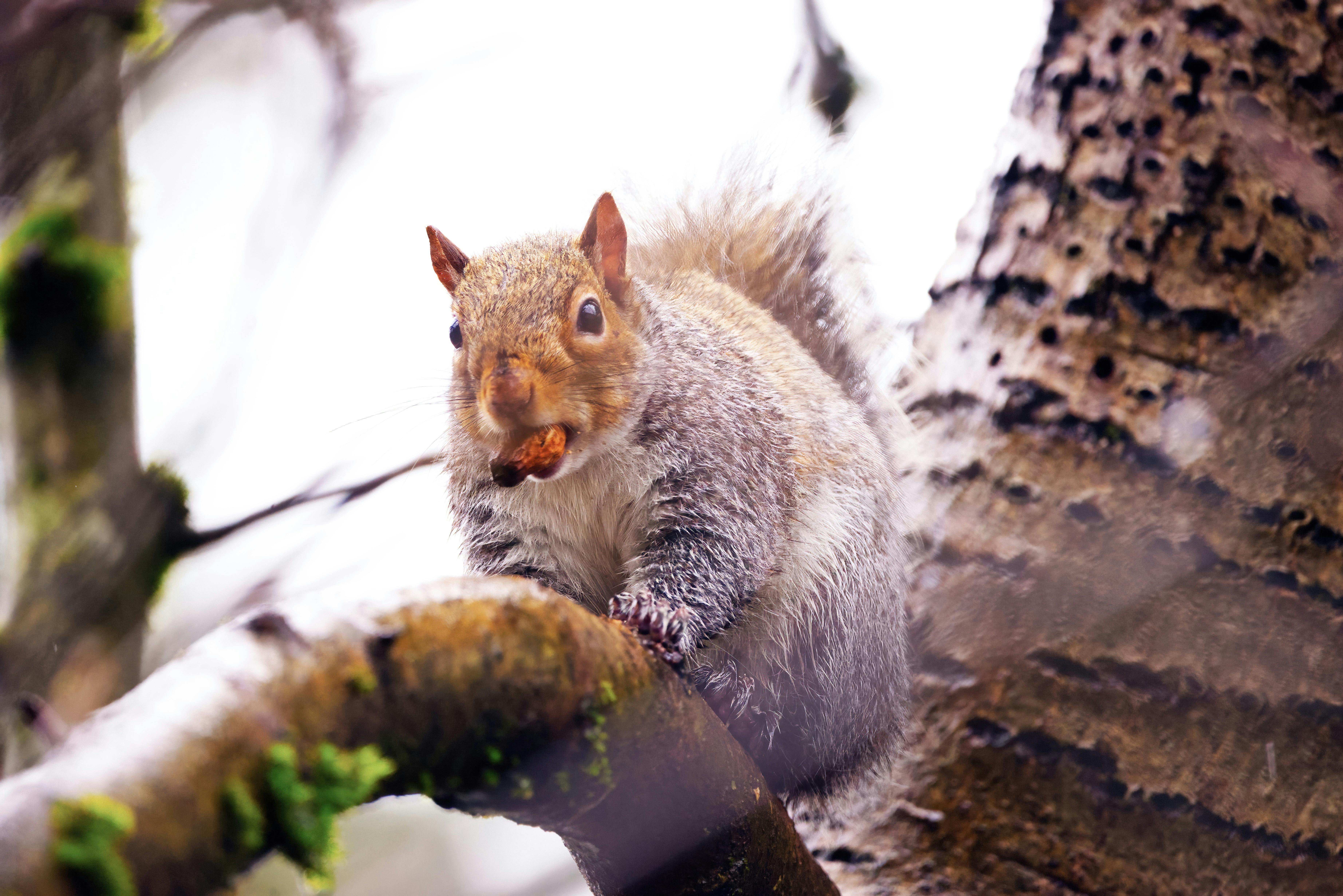 Quick Clips Of Animals Behaving Erratically ( Photos, Download The BEST ...