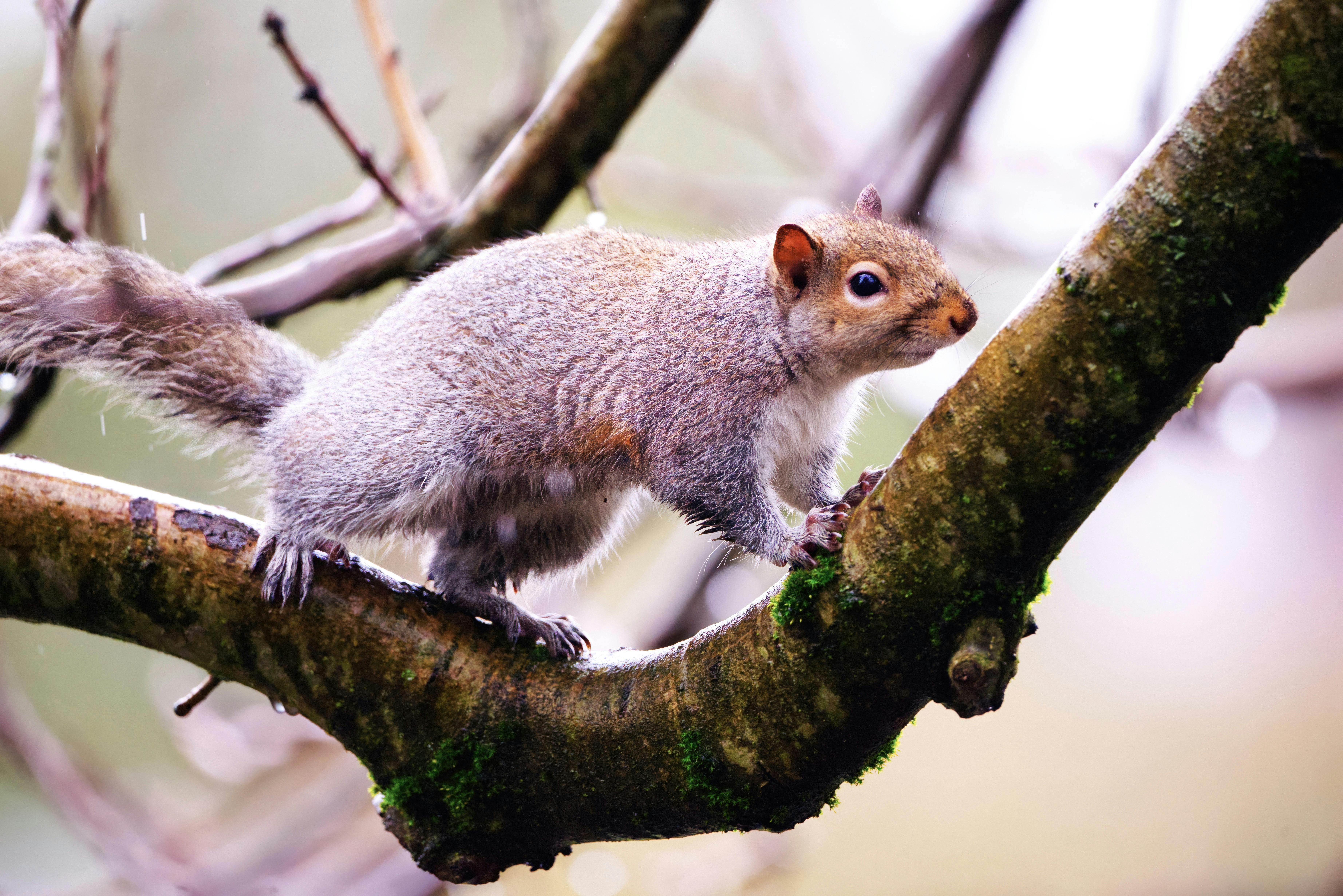 Close-up of Squirrel on Tree Branch Outdoors · Free Stock Photo