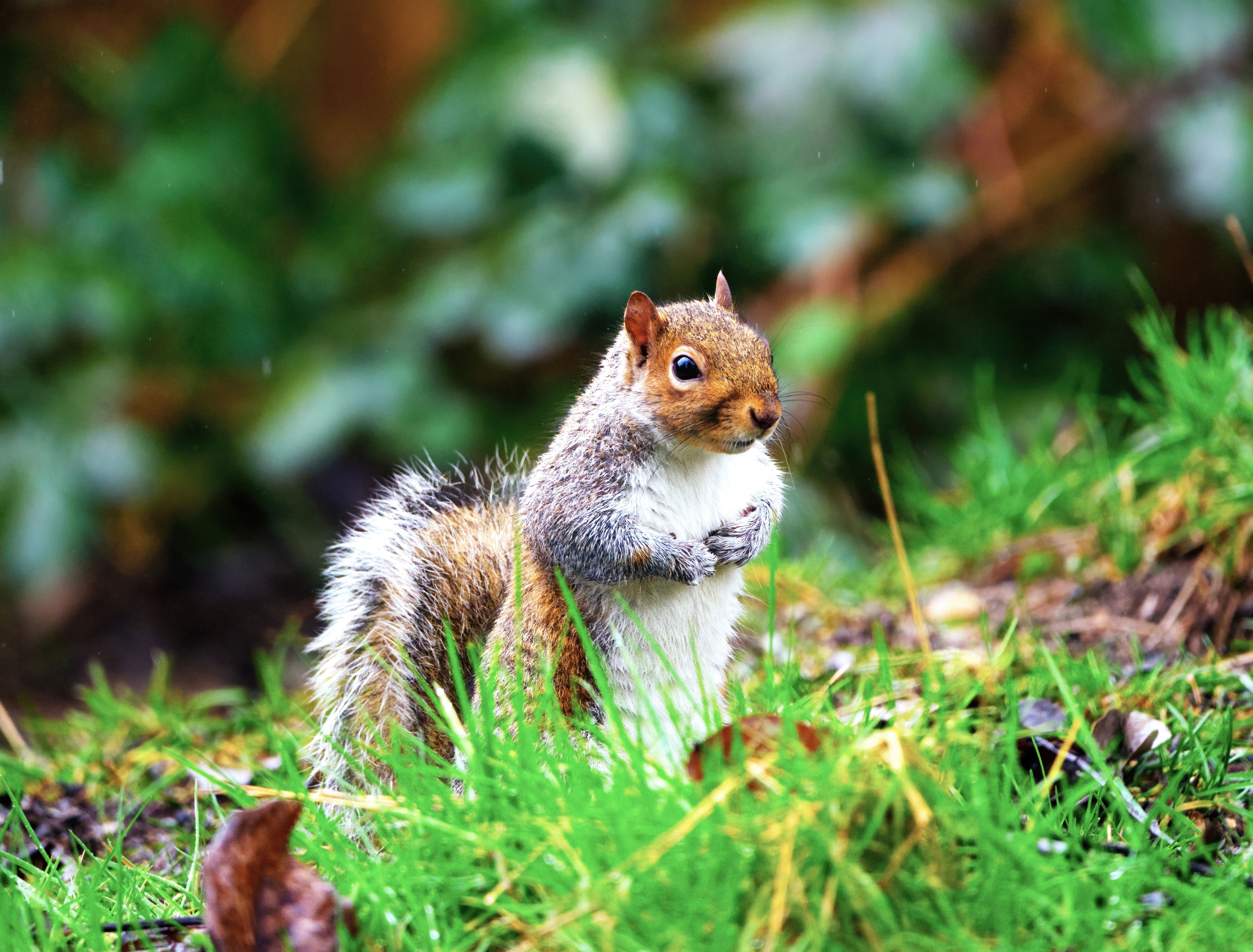Cute Squirrel in Lush Green Grass · Free Stock Photo