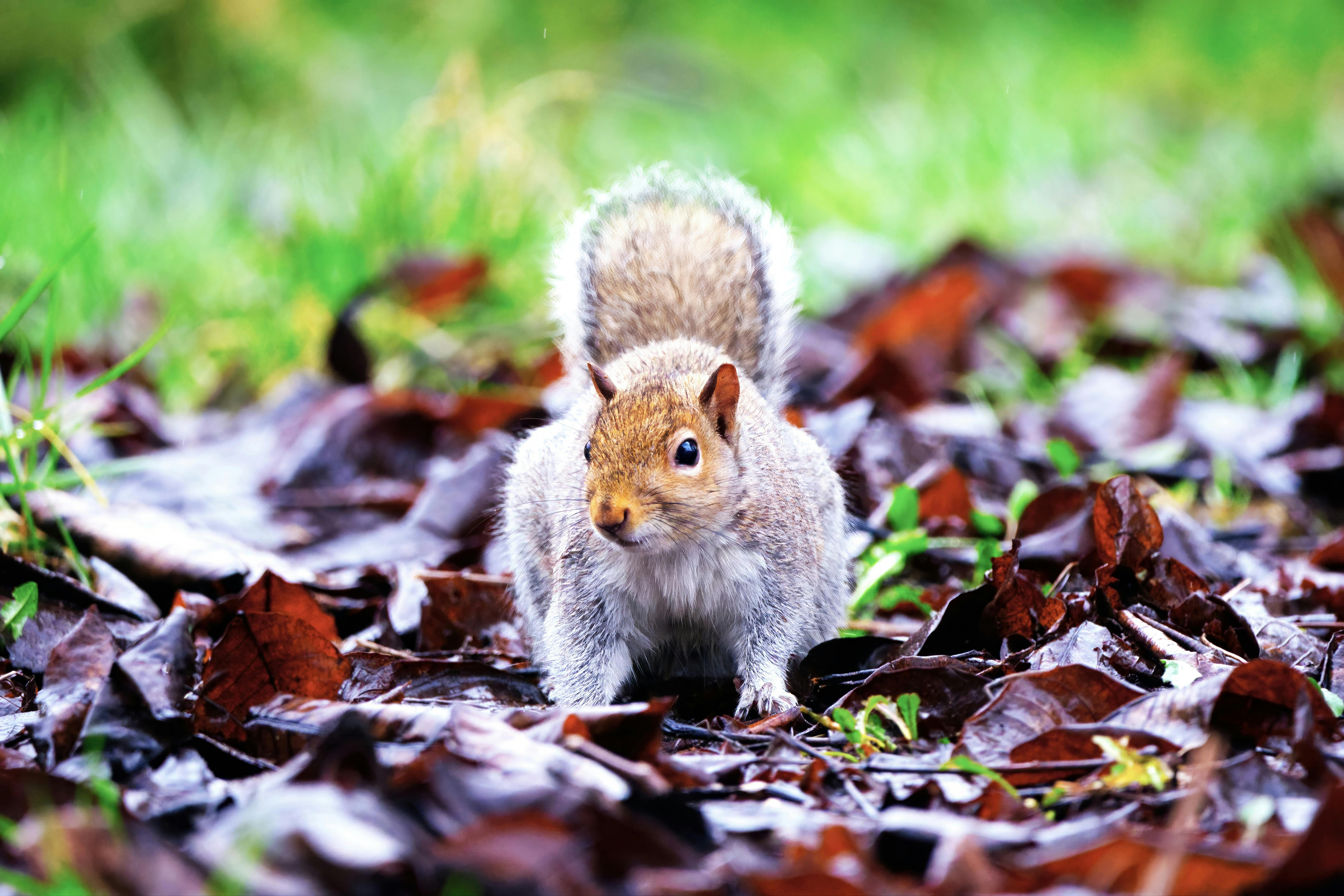 Close-up of Gray Squirrel on Leafy Ground · Free Stock Photo