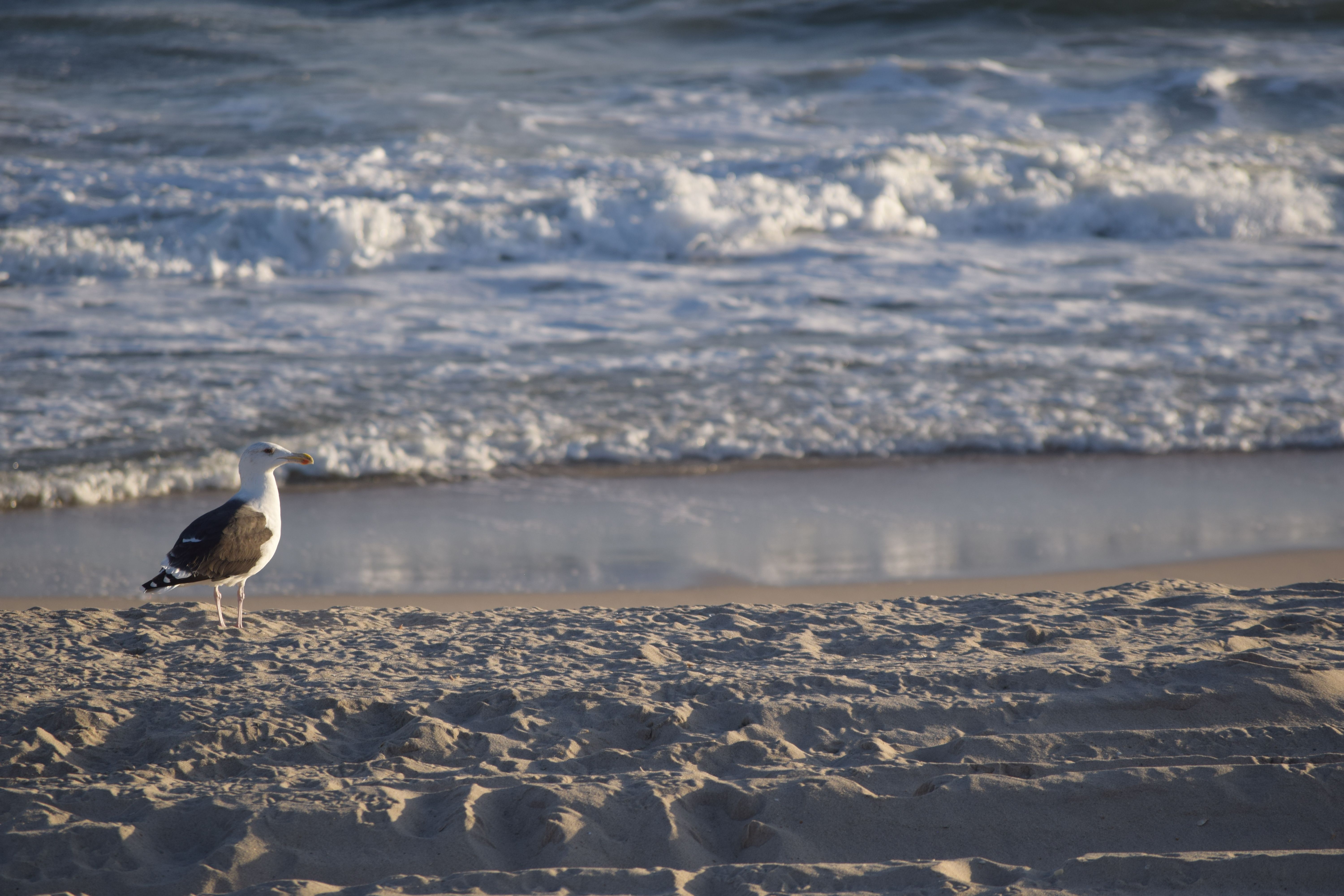 Fire Island Beach Photos, Download The BEST Free Fire Island Beach ...