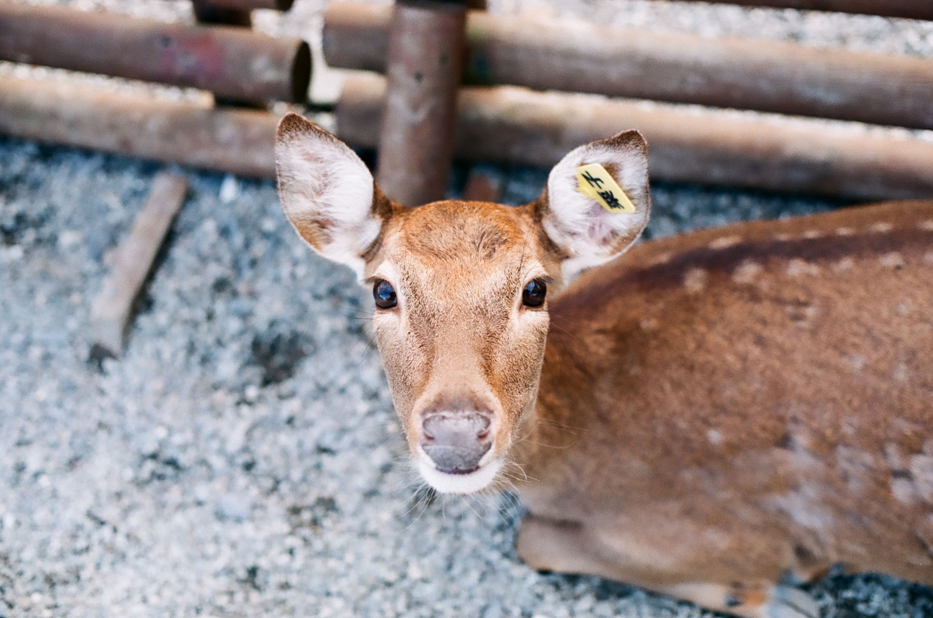 Close-up Portrait of a Deer with Ear Tag · Free Stock Photo