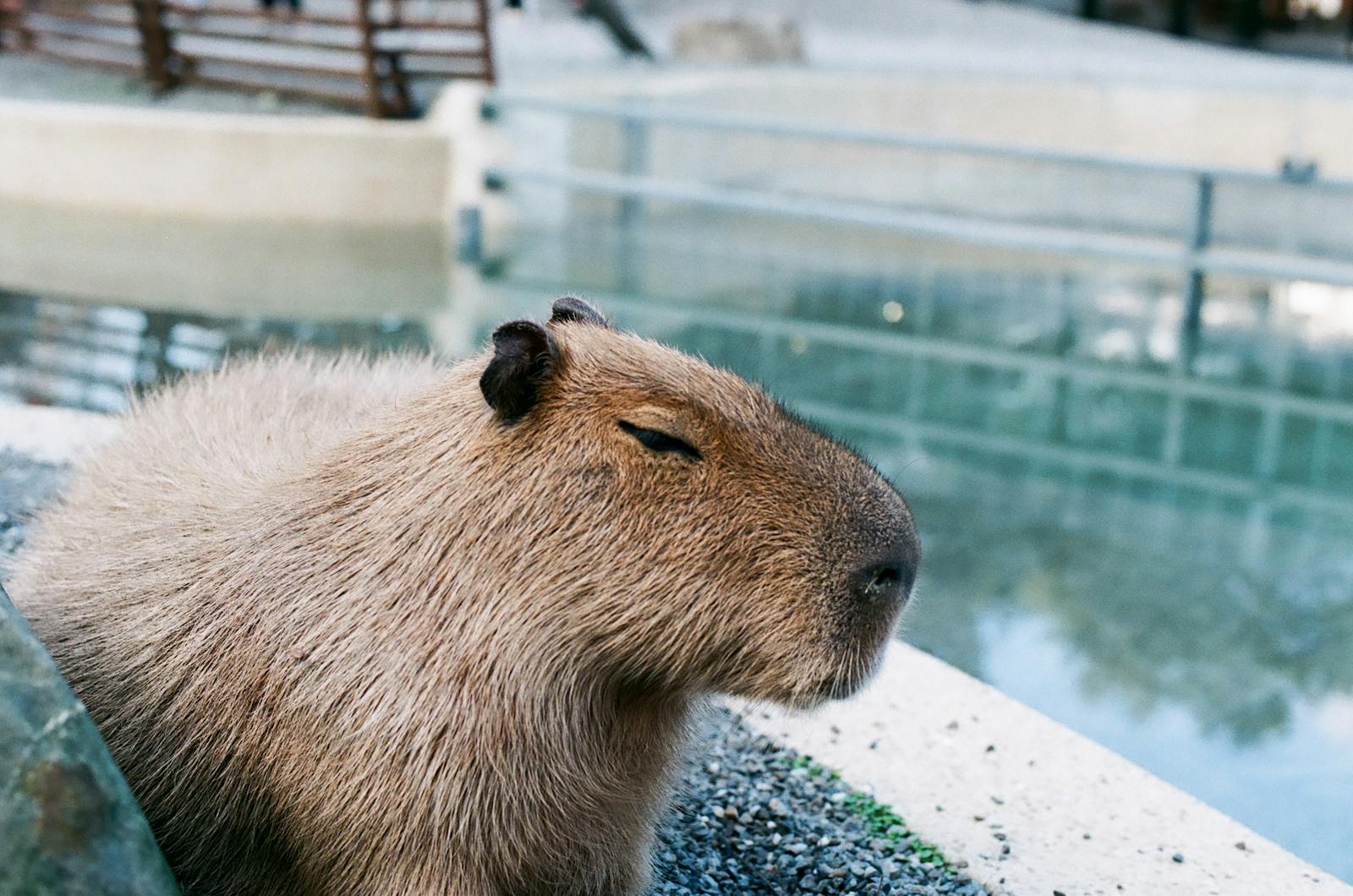 Capybara Photos, Download The BEST Free Capybara Stock Photos & HD Images