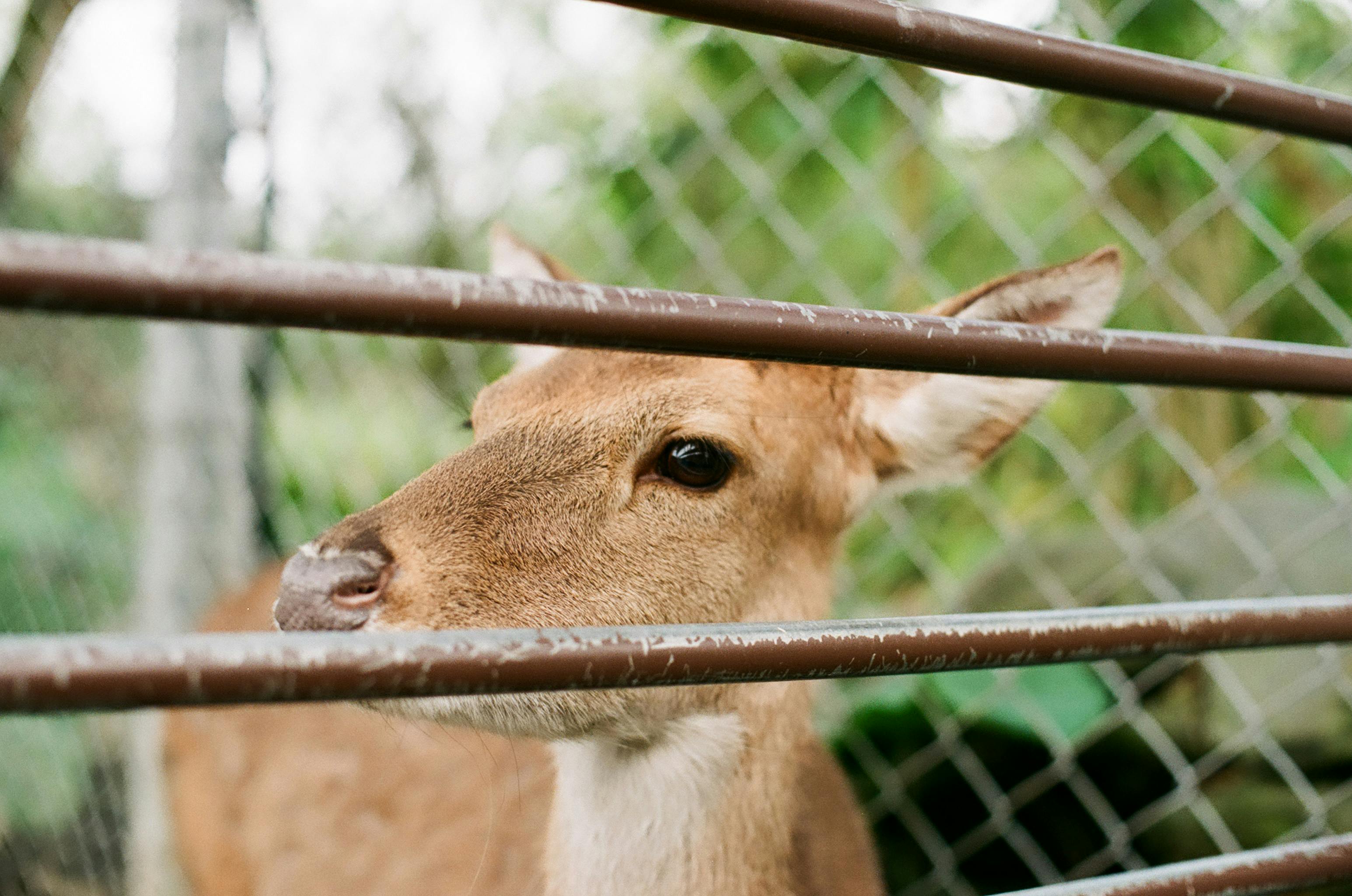 Close-up of Deer Behind Fence in Zoo · Free Stock Photo