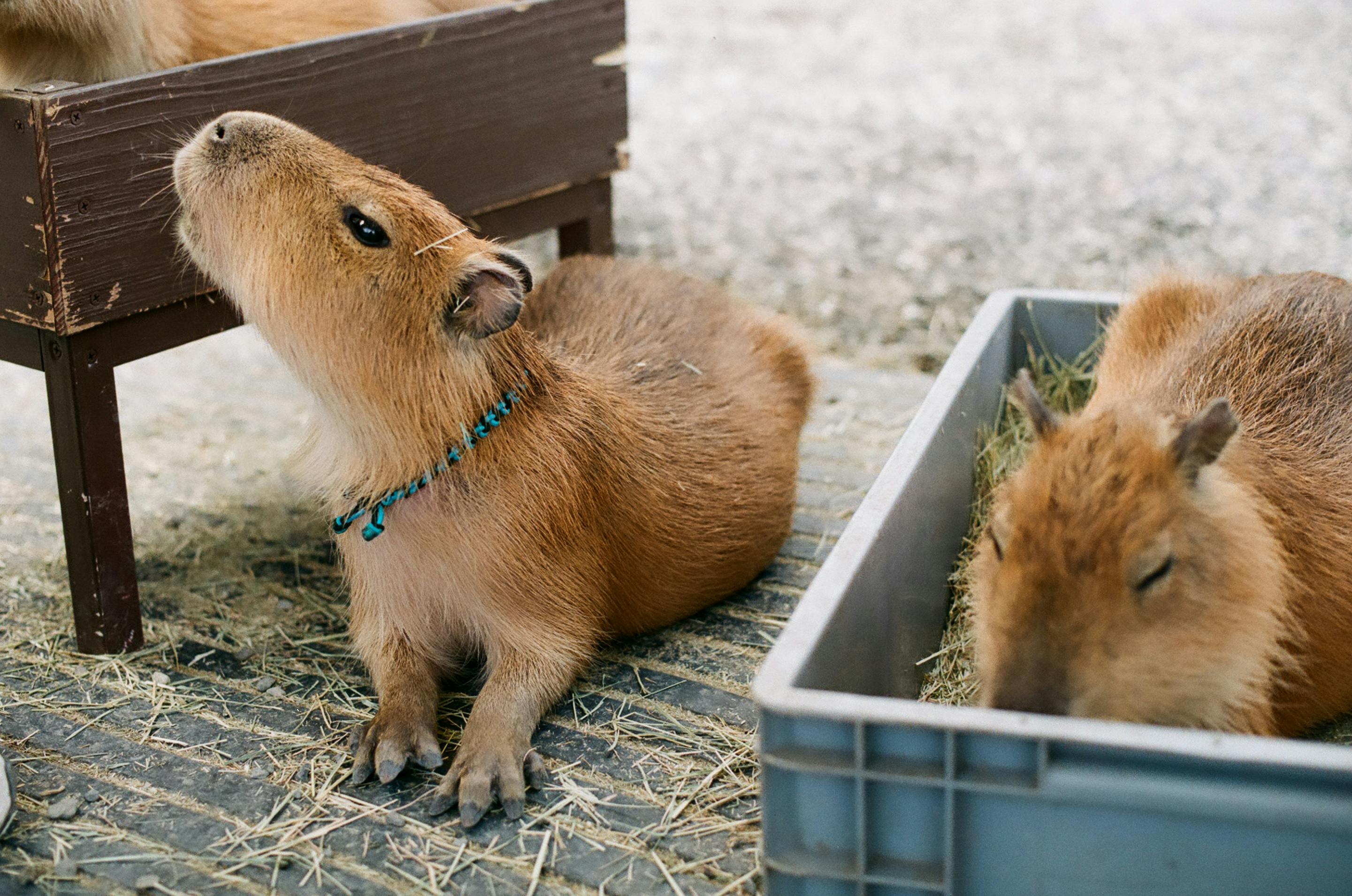 Resting Capybaras in an Enclosure · Free Stock Photo