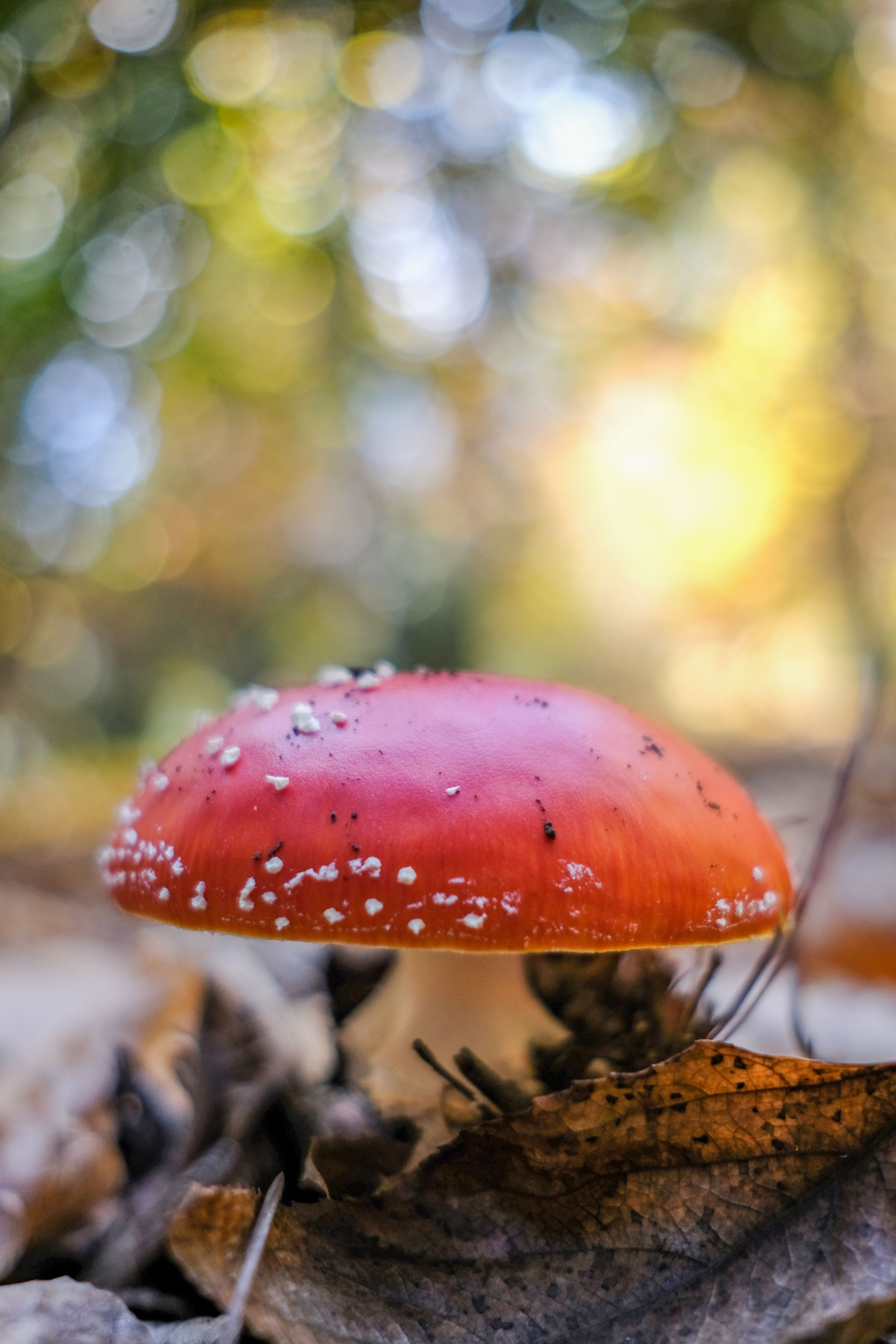 Botany Photos, Download The BEST Free Botany Stock Photos & HD Images