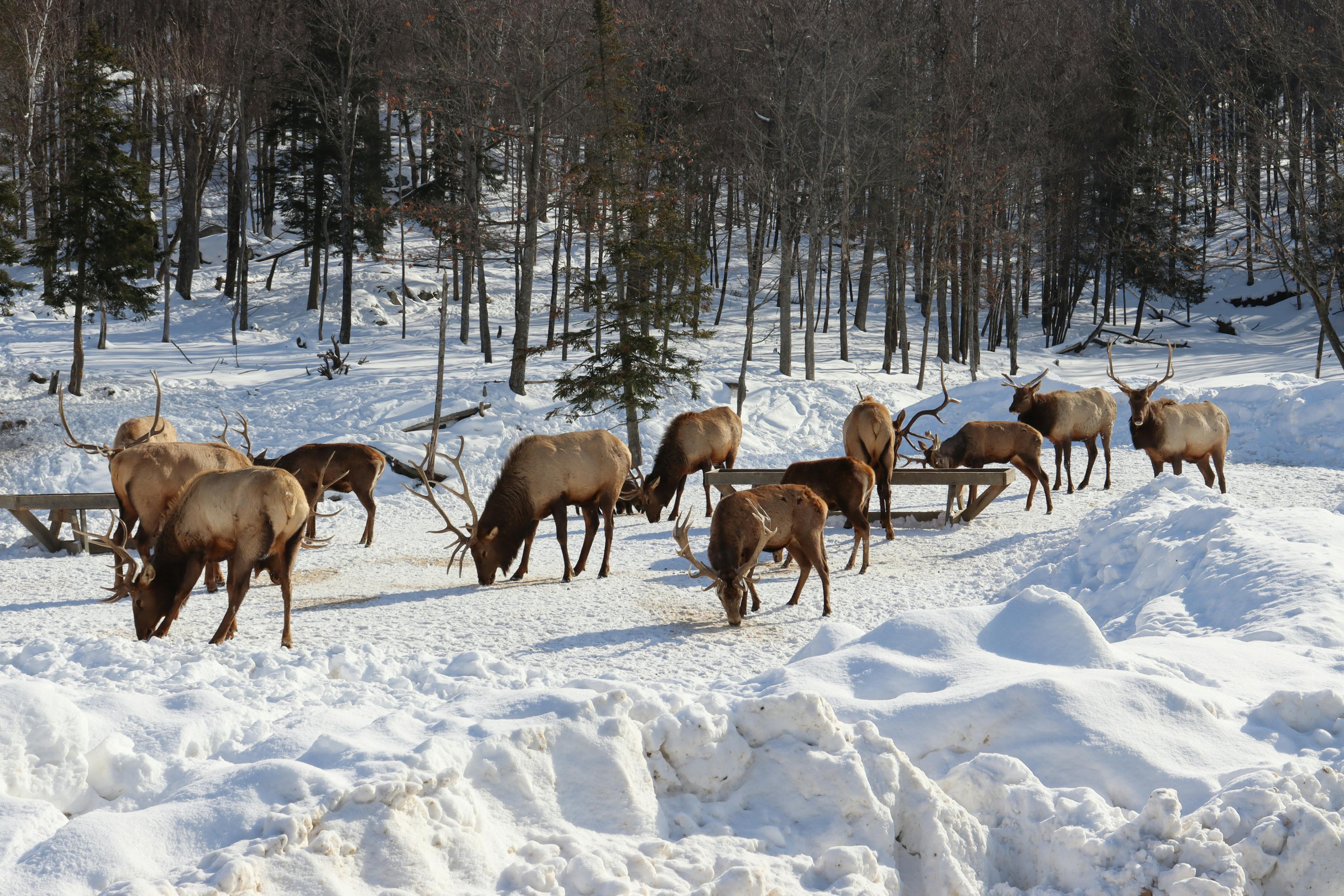 Alces Pastando En El Bosque Nevado De Montebello · Foto de stock gratuita