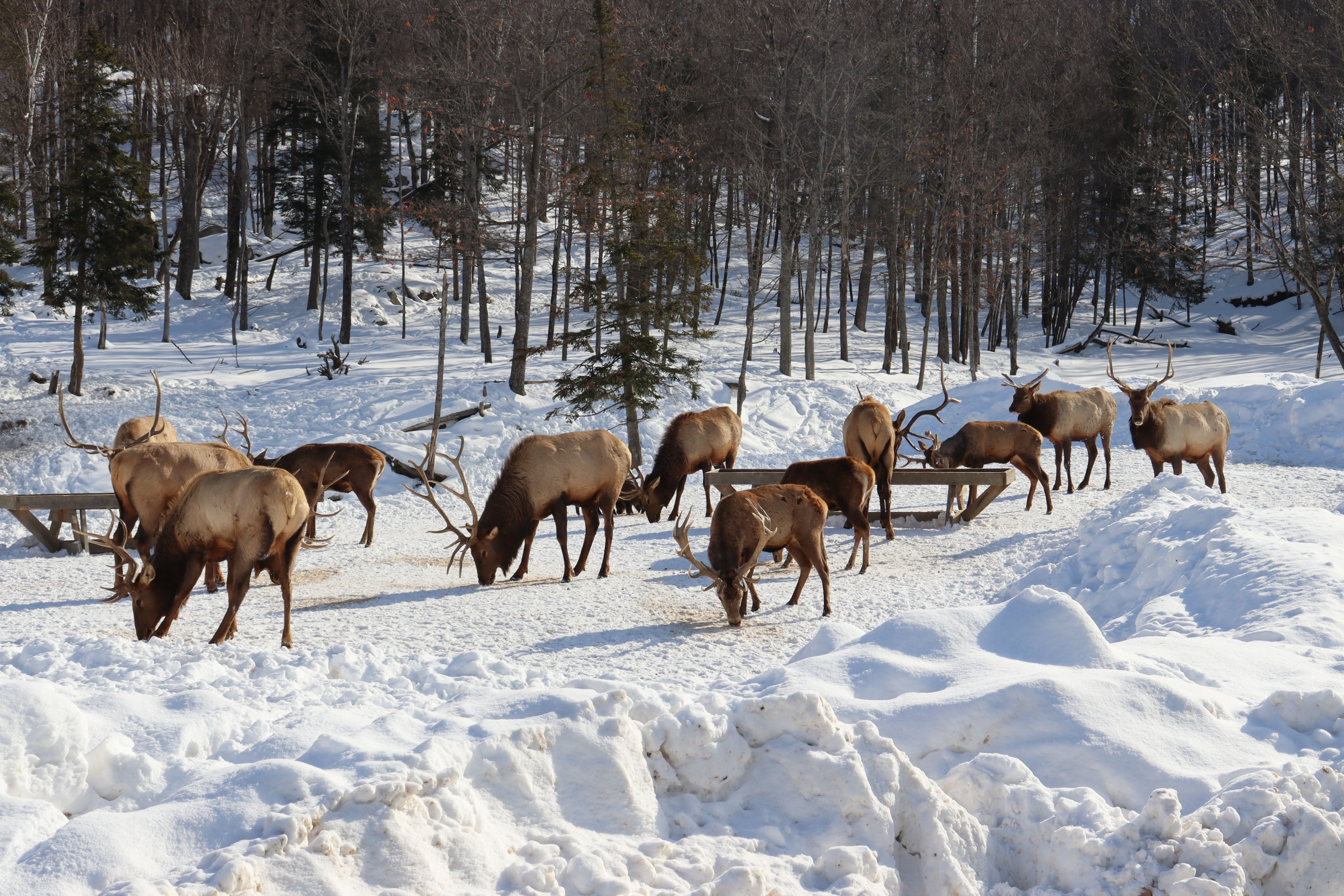 Elk Grazing in Snowy Montebello Forest · Free Stock Photo