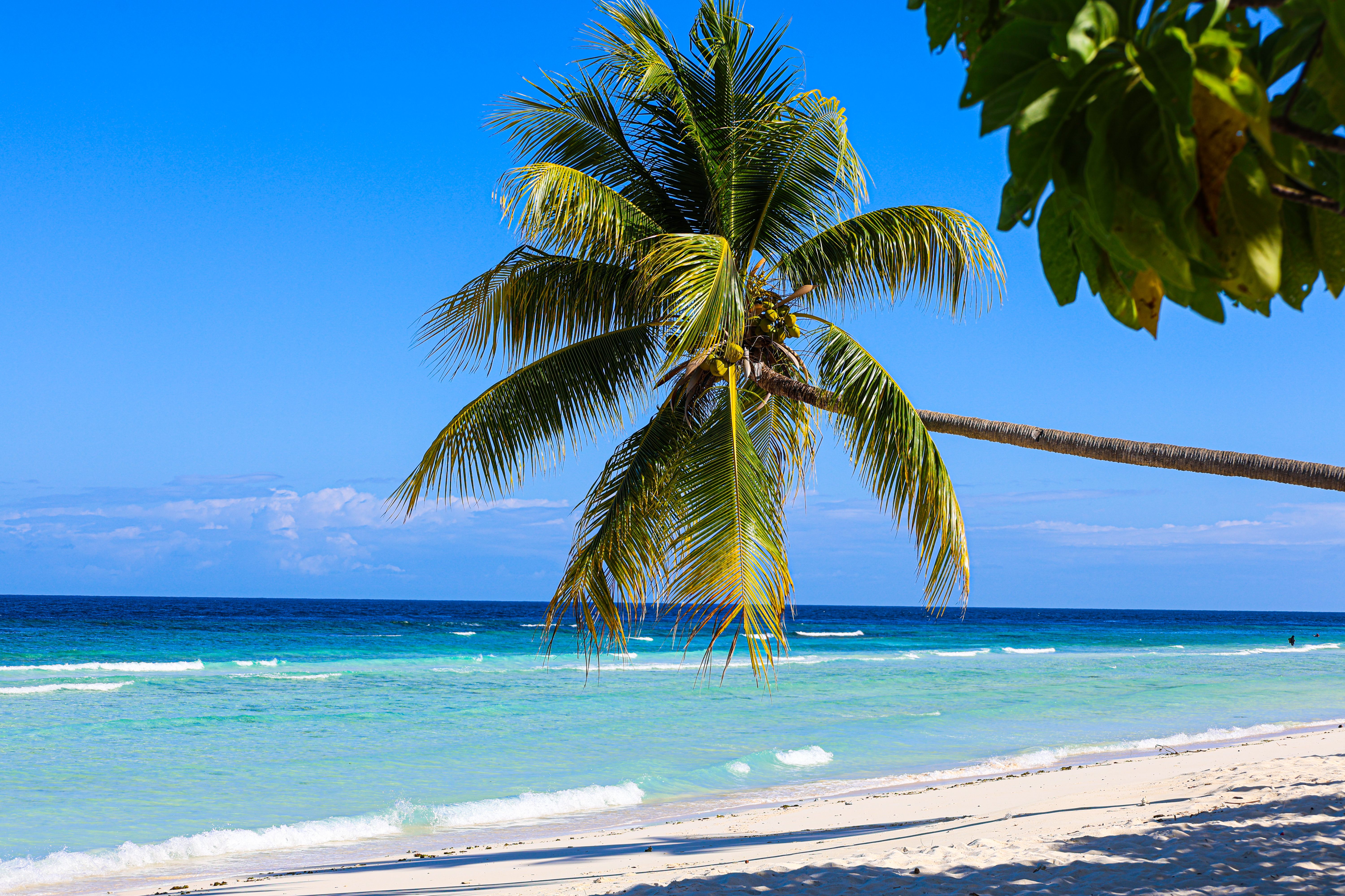 Tropischer Strand Mit Palme Unter Blauem Himmel · Kostenloses Stock-Foto