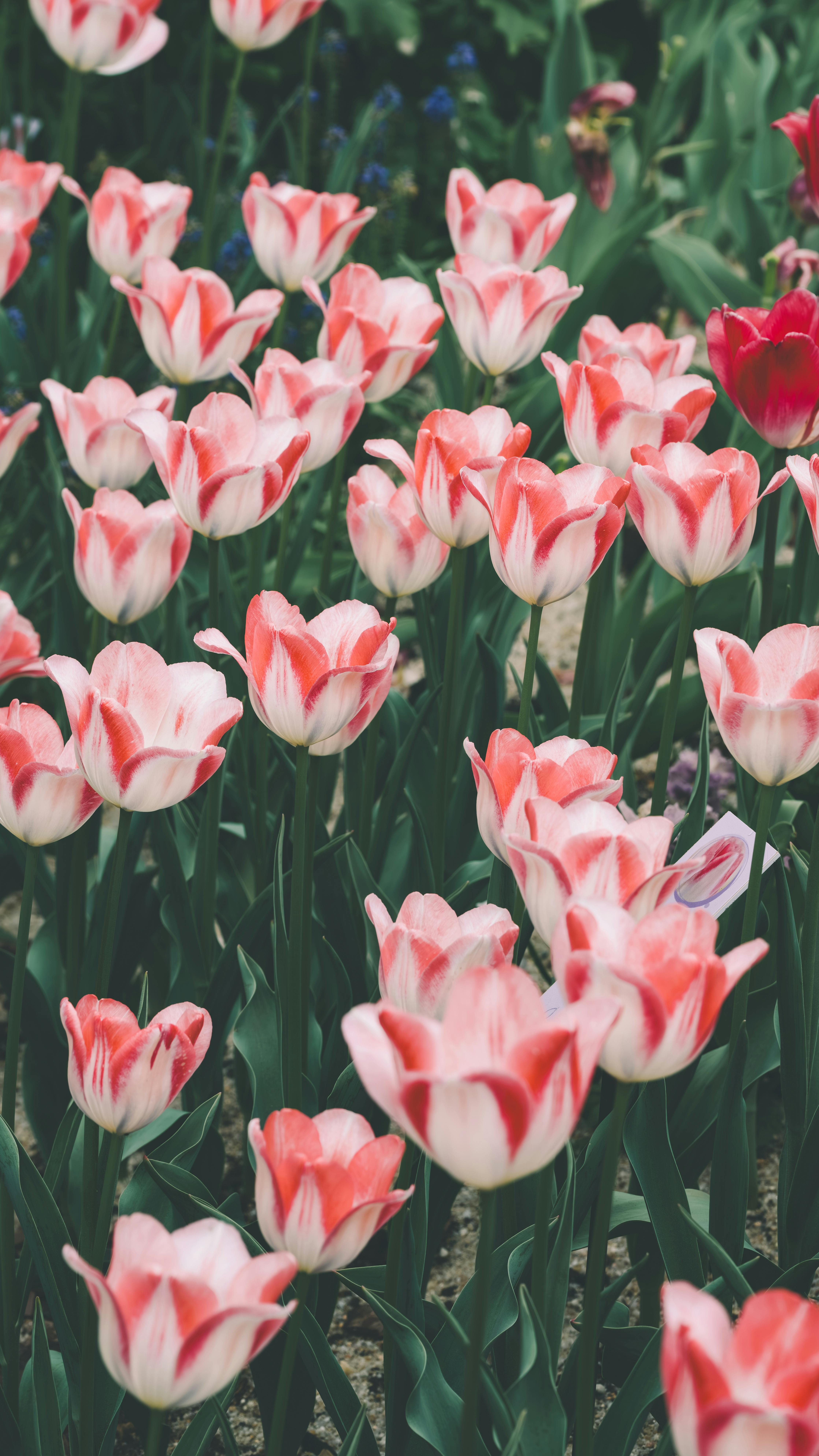 Foto stok gratis tentang alam, berbunga, berkebun, berkembang ...