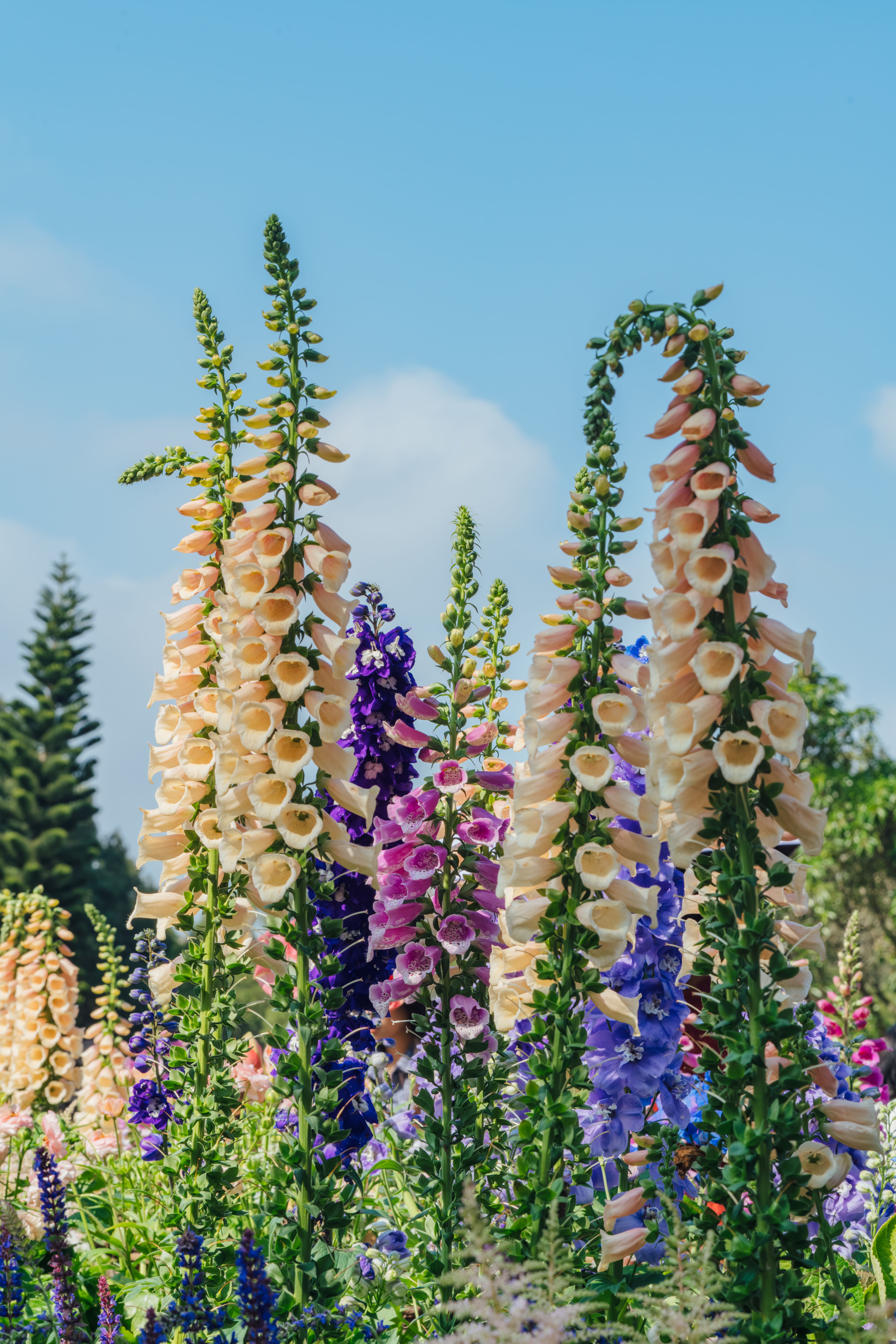 Summer Garden Flowers Photos, Download The BEST Free Summer Garden ...