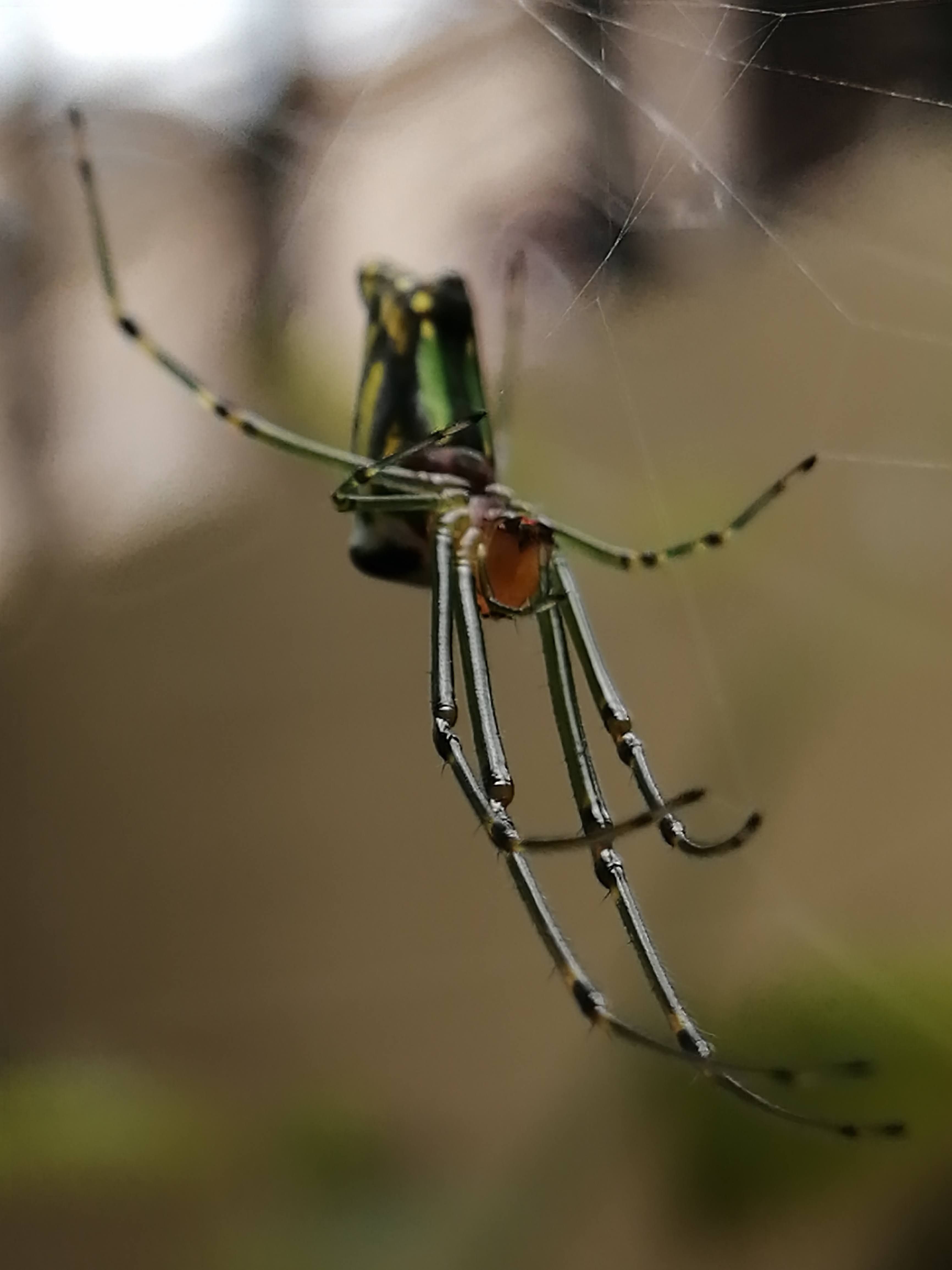 Close-up of a Nephila Spider on Web · Free Stock Photo