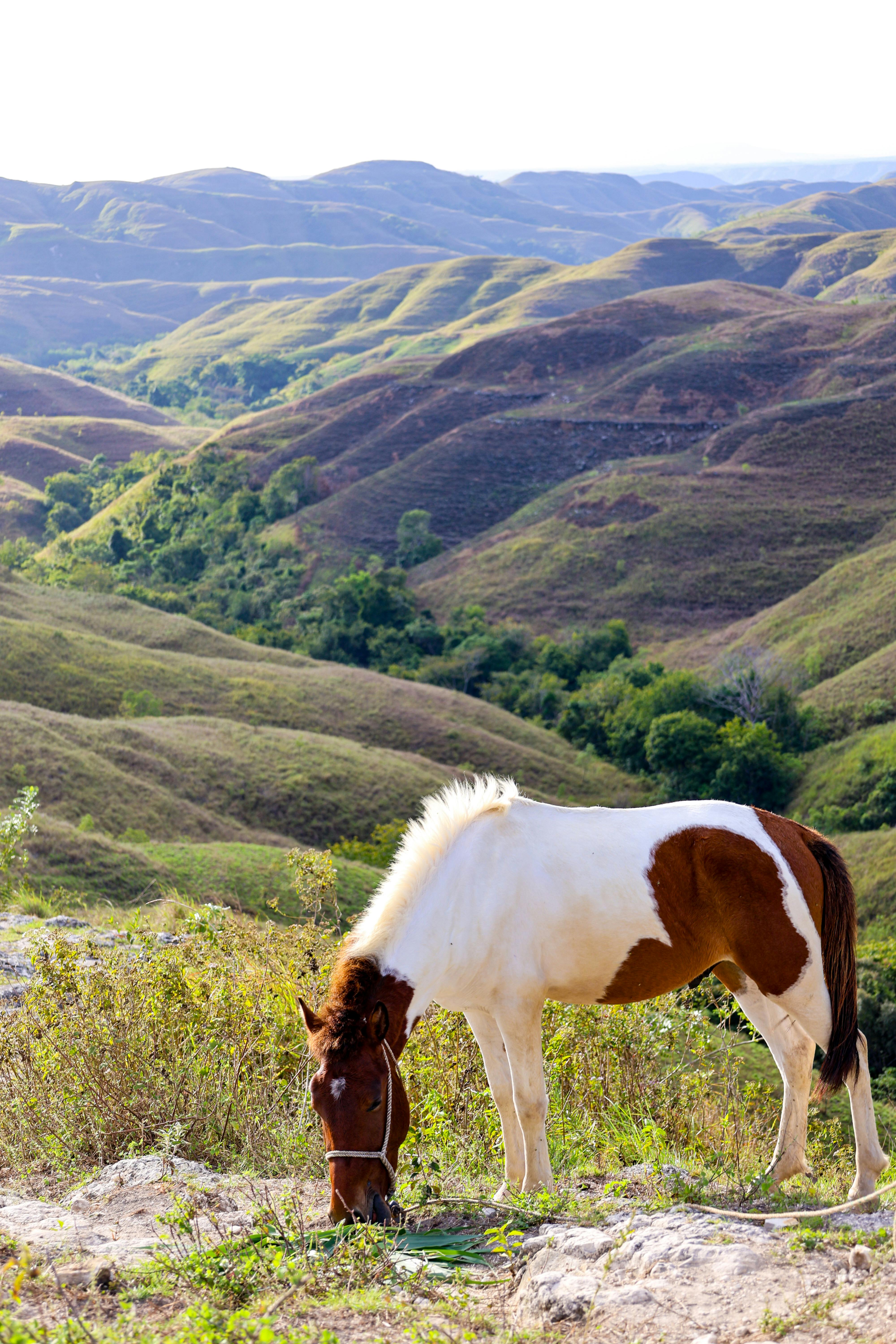 Potrait Phots Photos, Download The BEST Free Potrait Phots Stock Photos ...