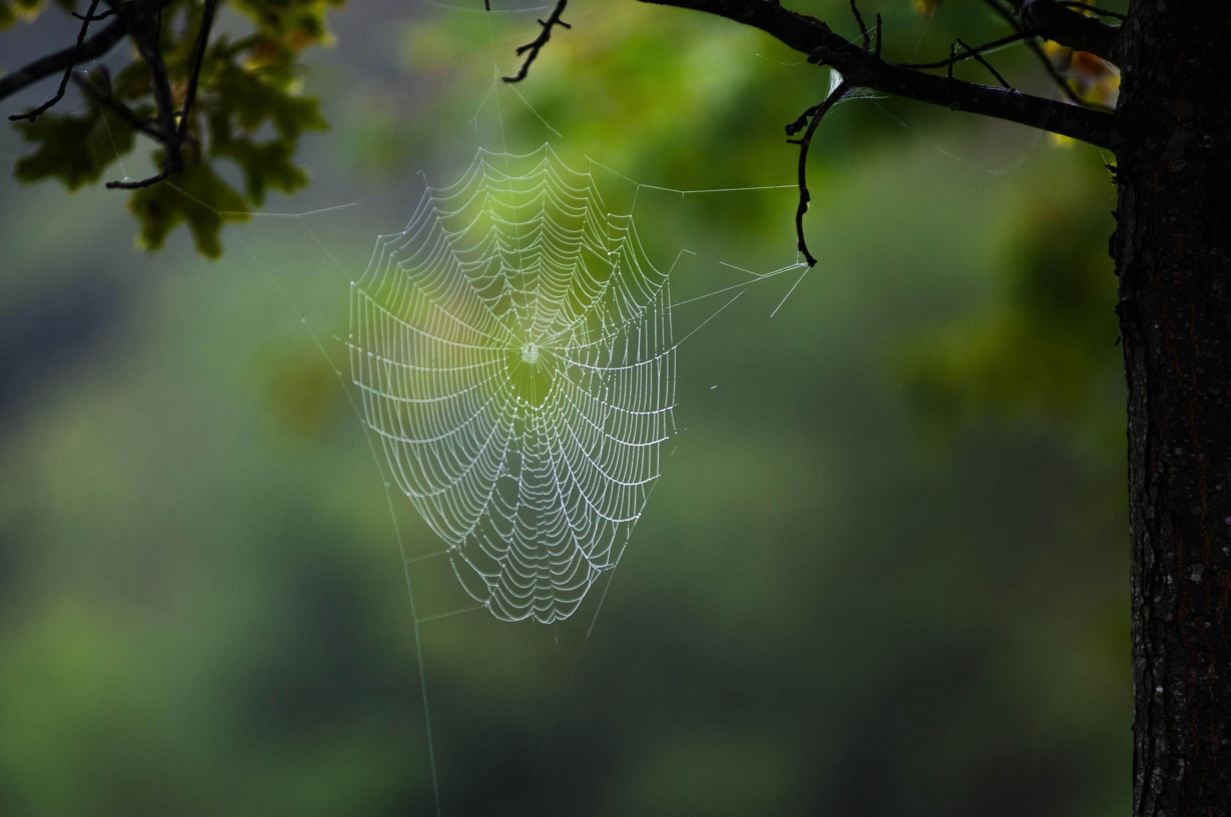 Spider Web with Dew in Spring Forest · Free Stock Photo
