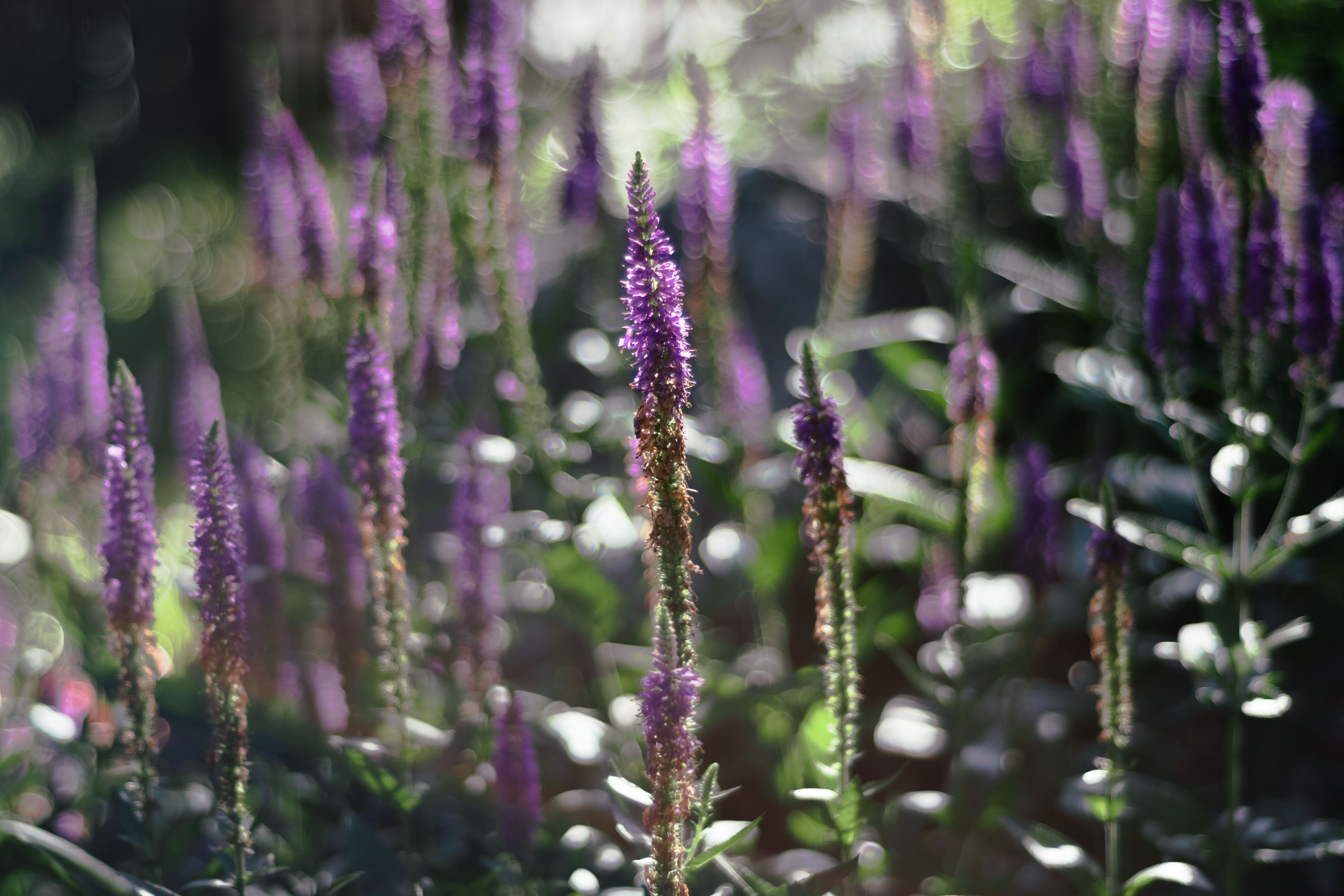 Close-Up of Purple Veronica Flowers in Sunlit Garden · Free Stock Photo