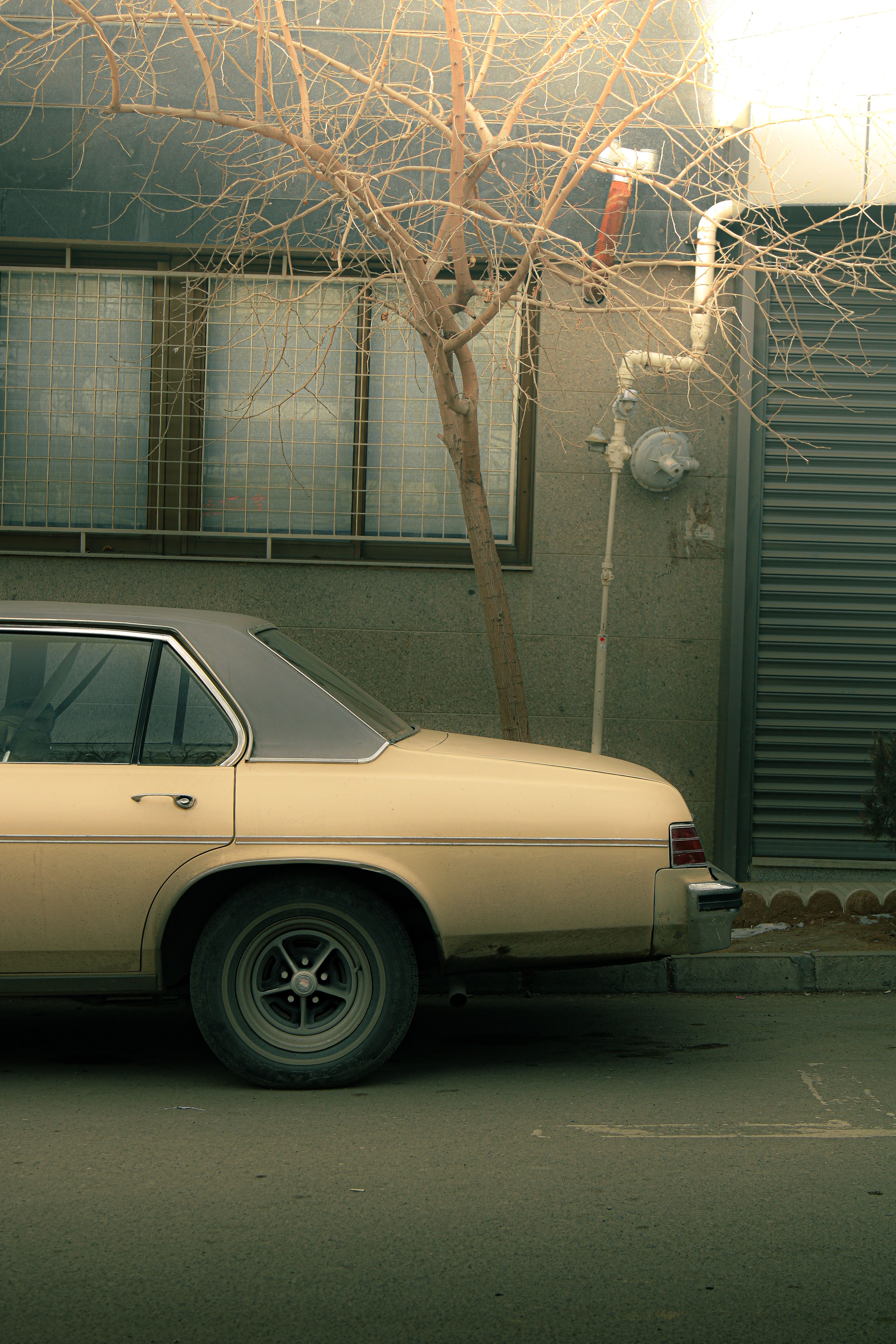 Vintage Car Parked Beside a Bare Tree · Free Stock Photo