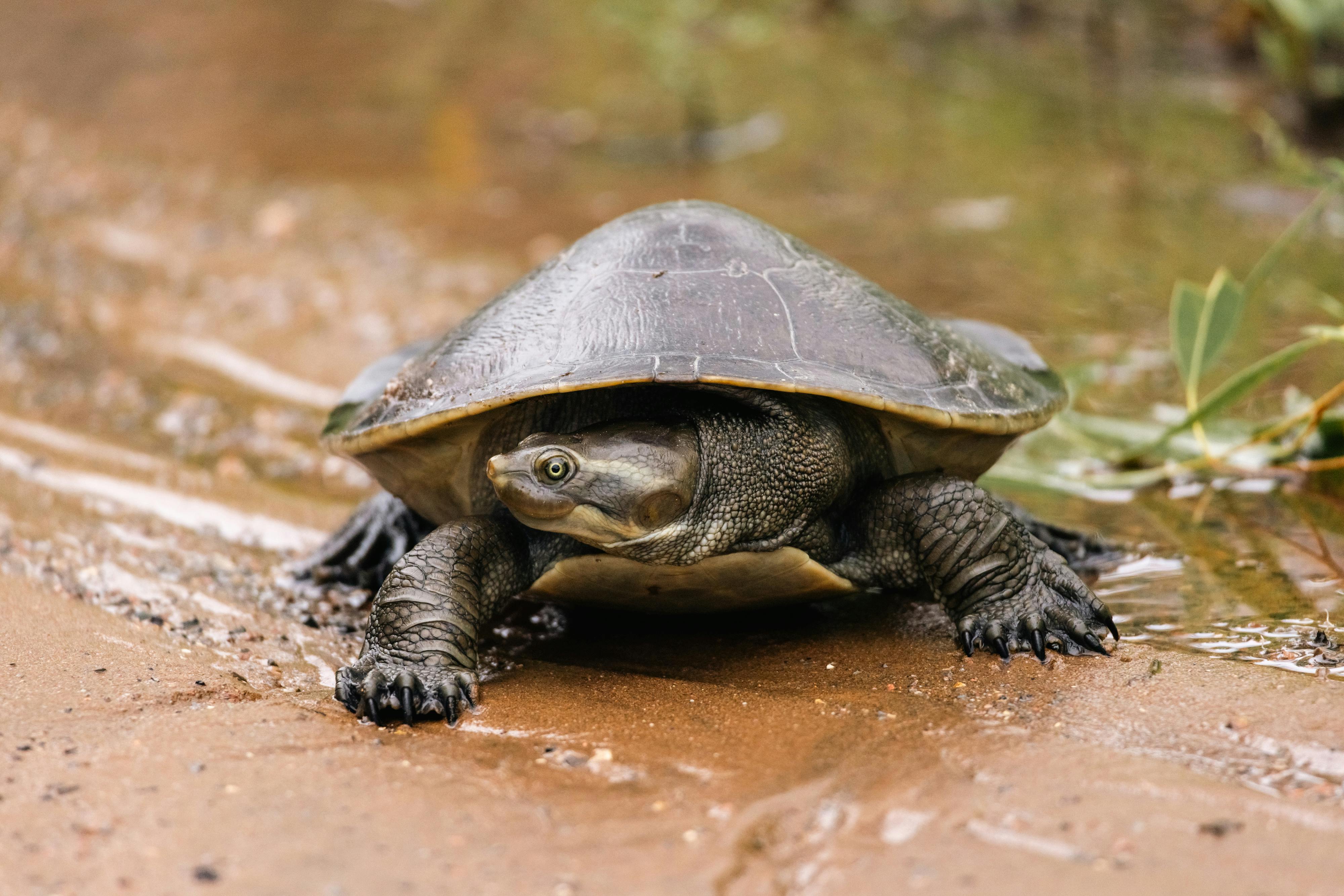 Freshwater Turtle in Queensland Wetland · Free Stock Photo