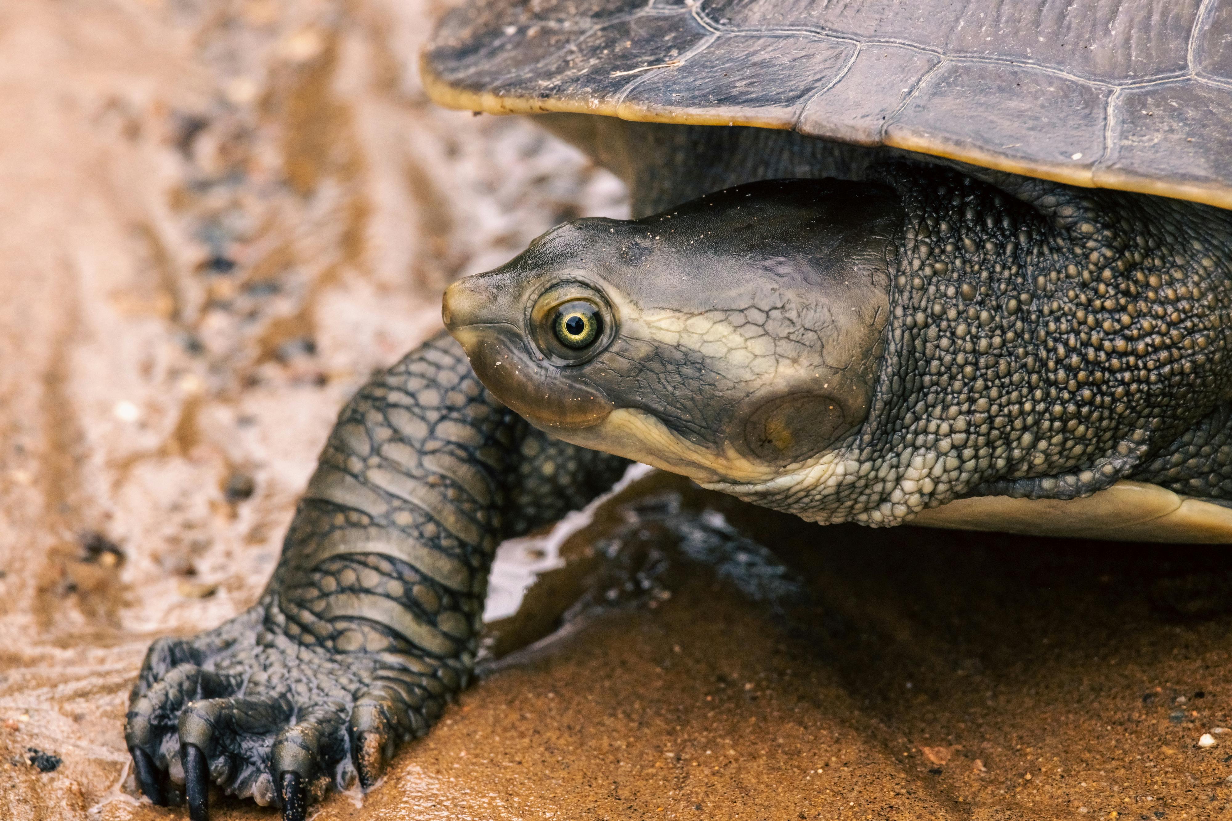 Where do duck billed platypus live in the wild and why?