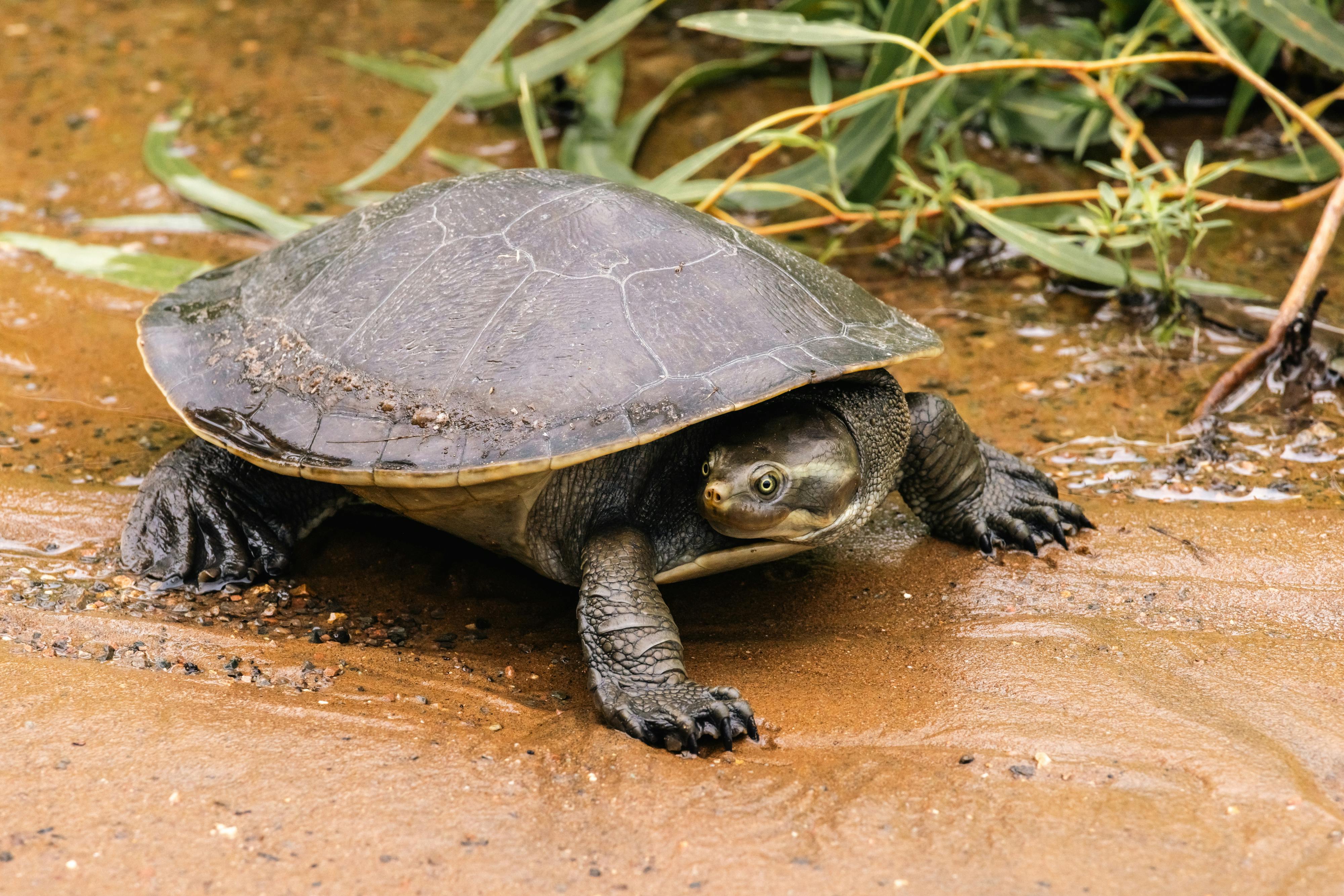 Australian Turtle in Natural Habitat · Free Stock Photo