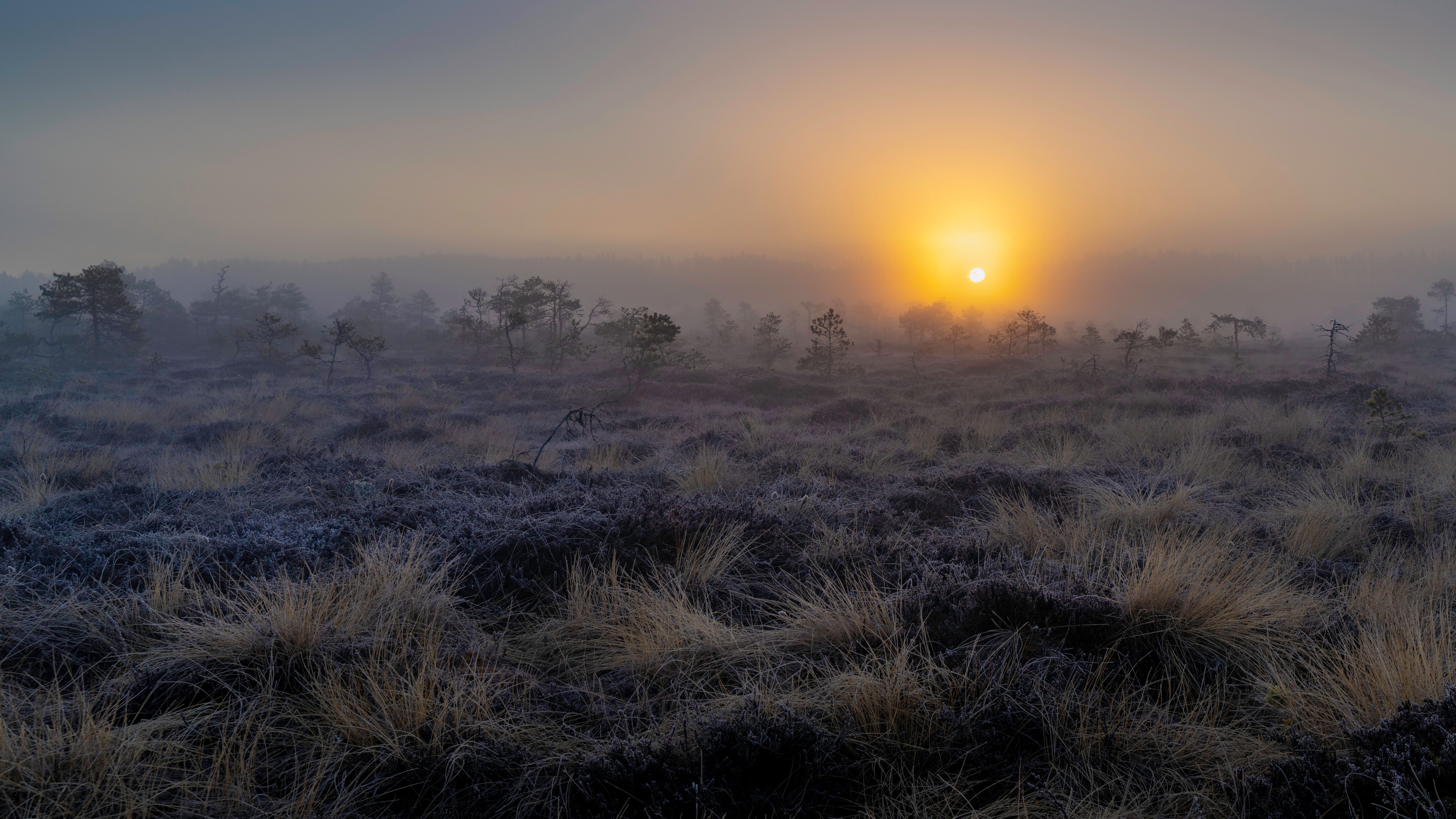 Sunrise over Misty Landscape in Estonian Bog · Free Stock Photo