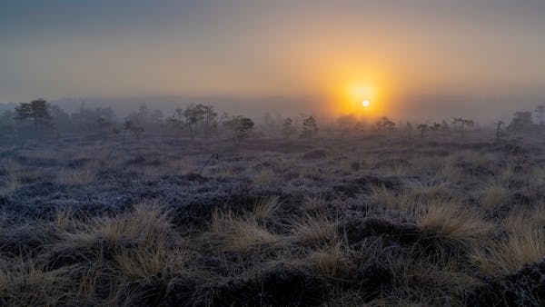 Bog Photos, Download The BEST Free Bog Stock Photos & HD Images