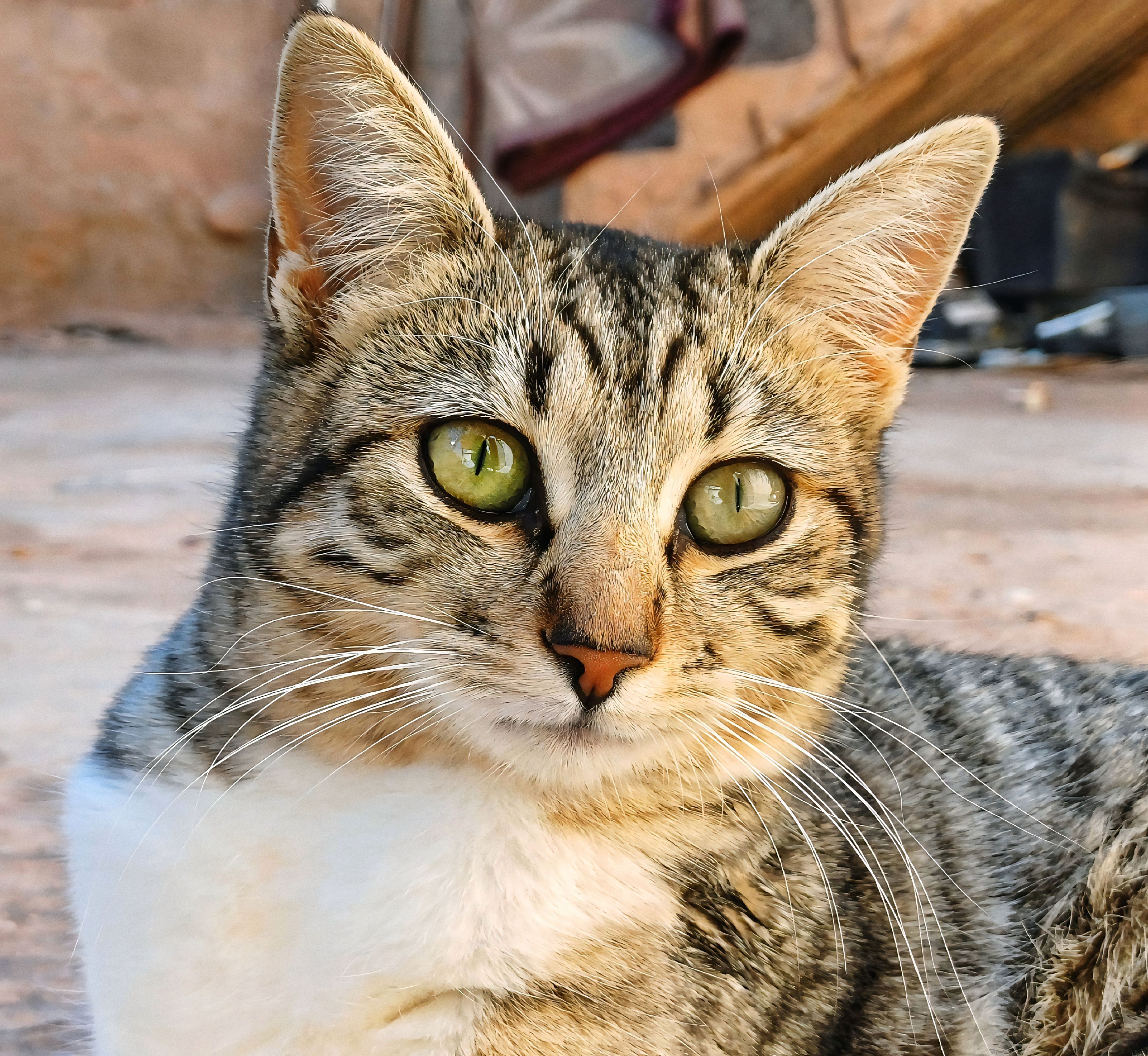Goofy Cat Photos, Download The BEST Free Goofy Cat Stock Photos & HD Images