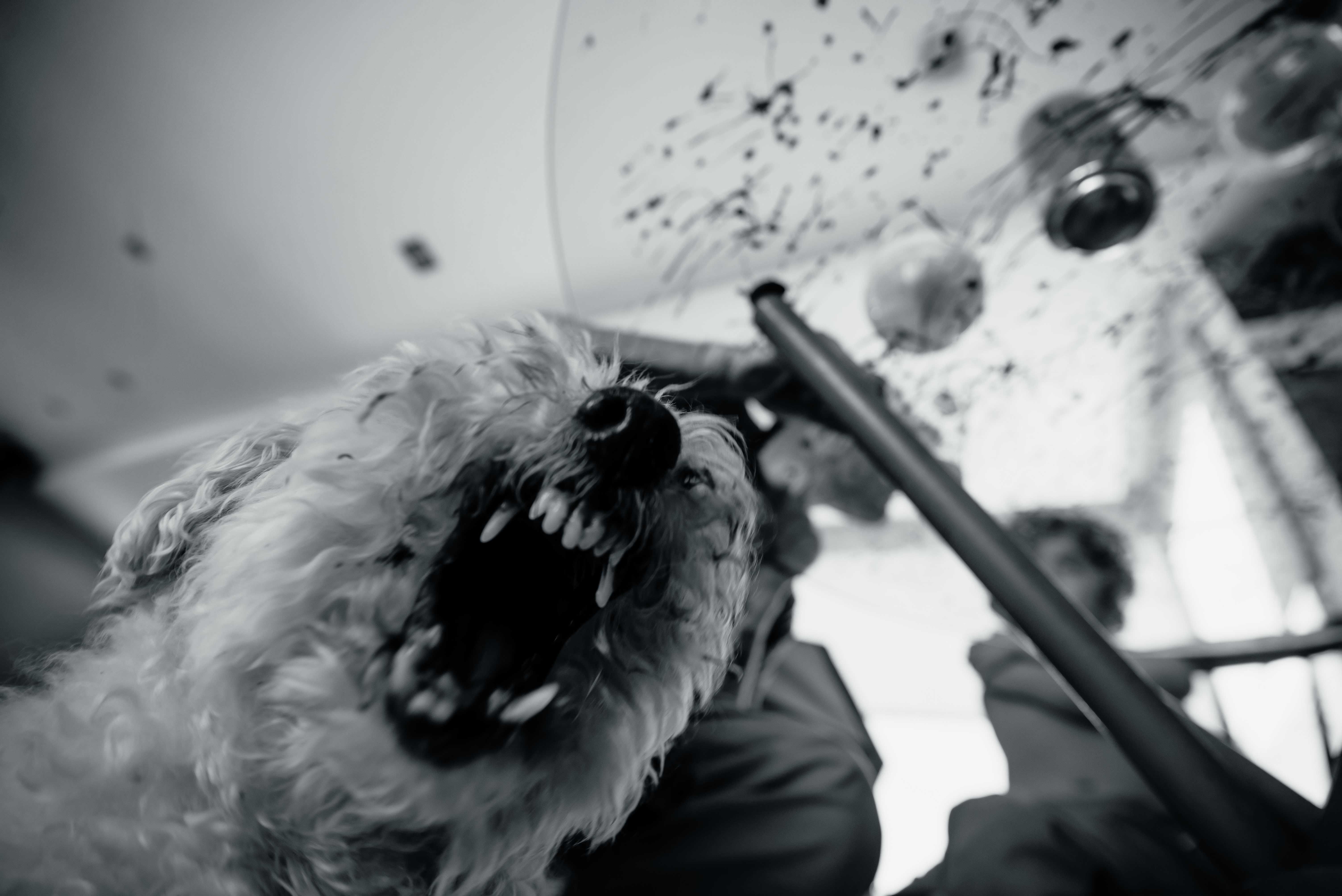 Playful Dog Under Glass Table in Black and White · Free Stock Photo