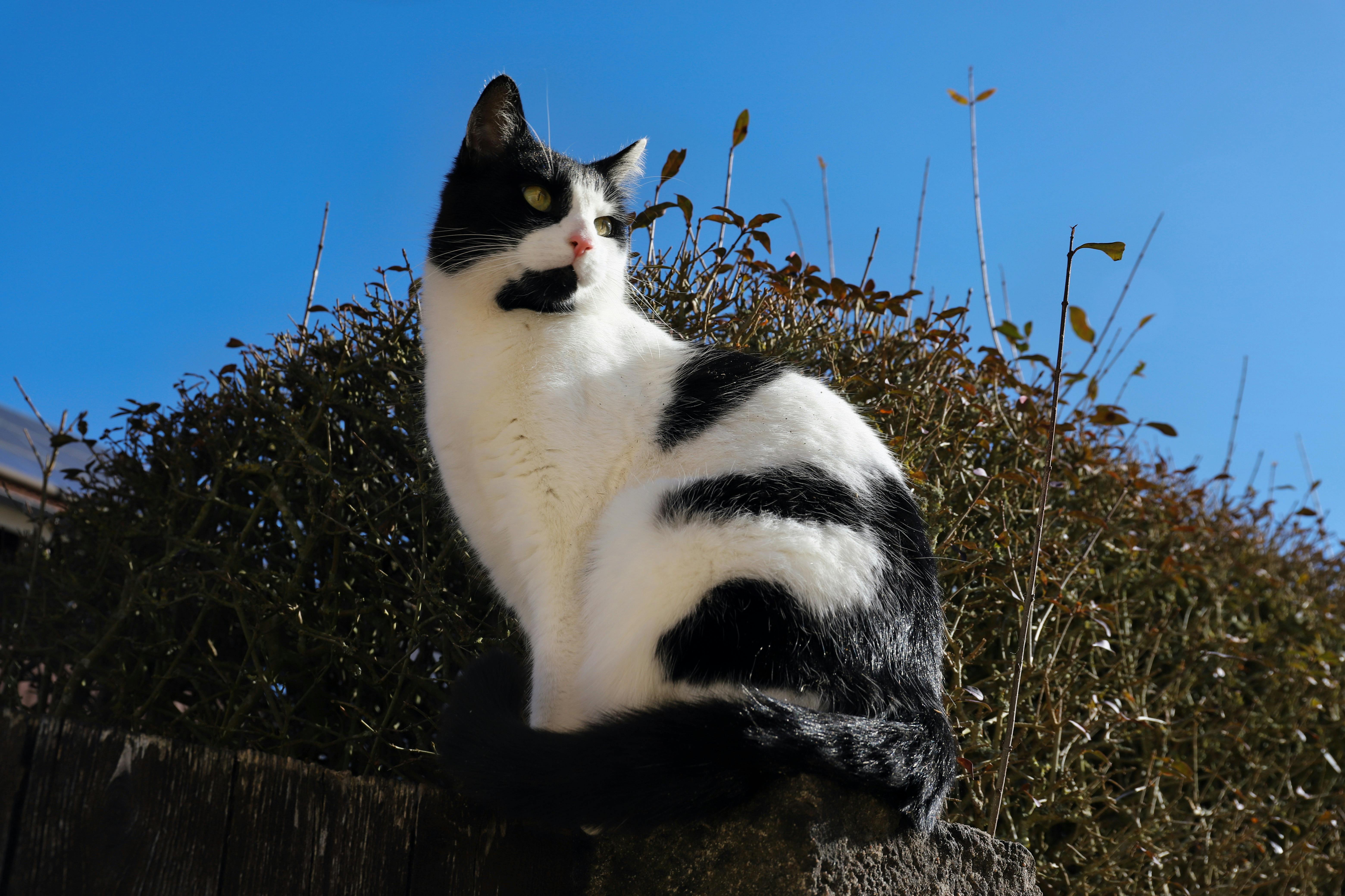 Sky Reach Bush Cat Photos, Download The BEST Free Sky Reach Bush Cat ...