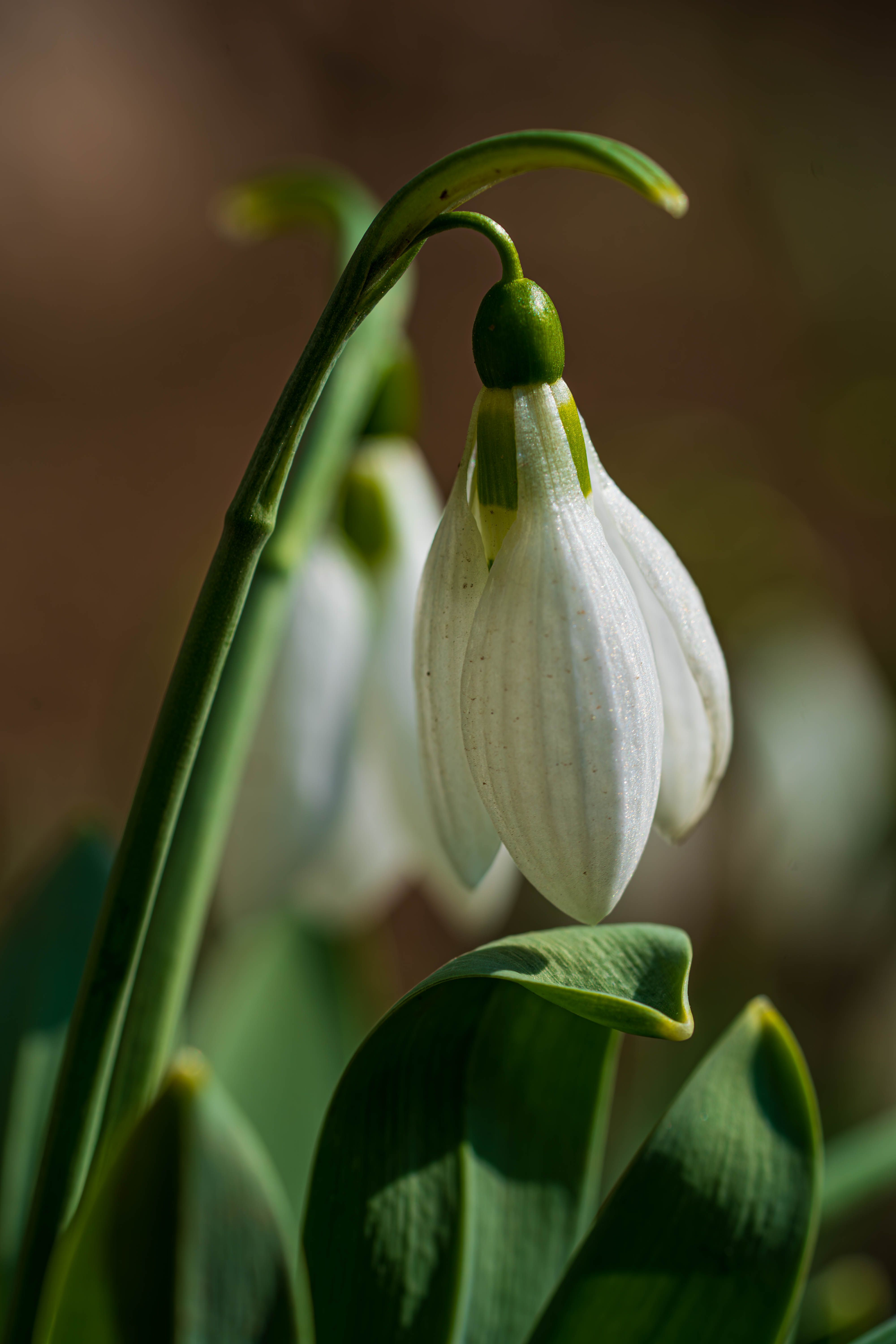 Close-up of Snowdrop Flower in Spring · Free Stock Photo