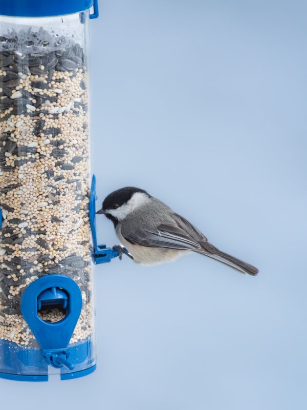 Chickadee Photos, Download The BEST Free Chickadee Stock Photos & HD Images