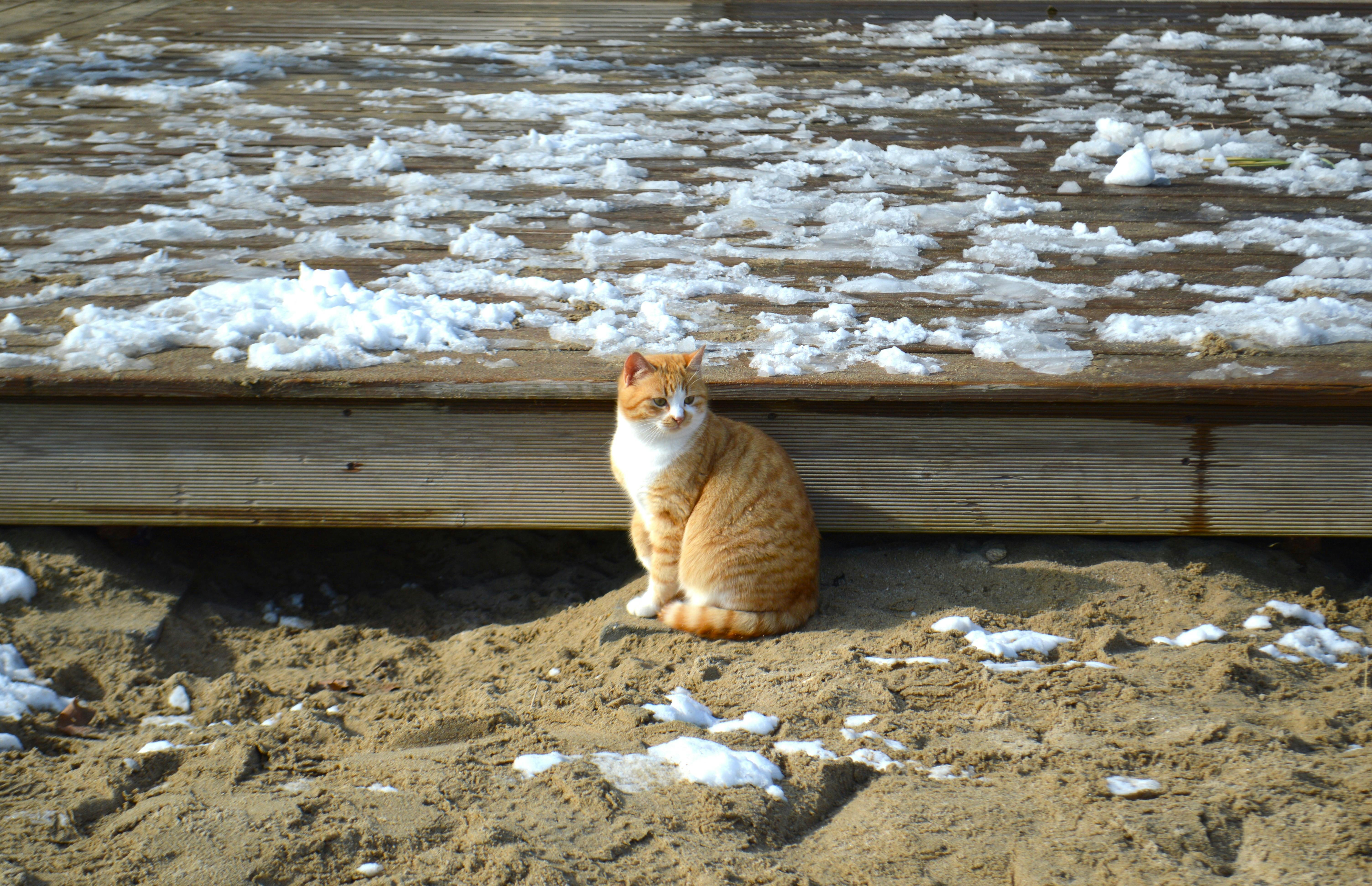 Tom+Patchett Photos, Download The BEST Free Tom+Patchett Stock Photos ...