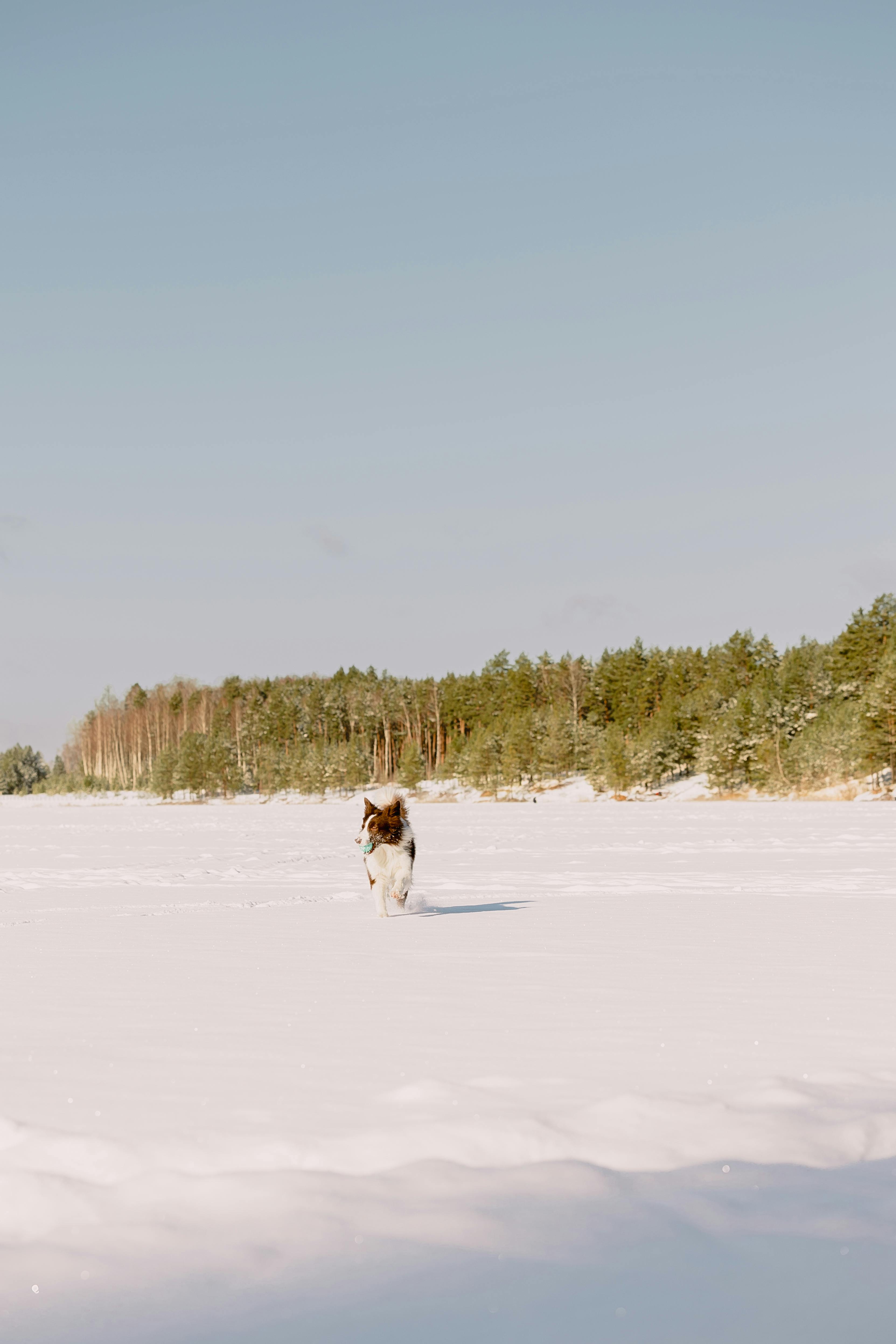 Dog Running in Snowy Forest Landscape · Free Stock Photo