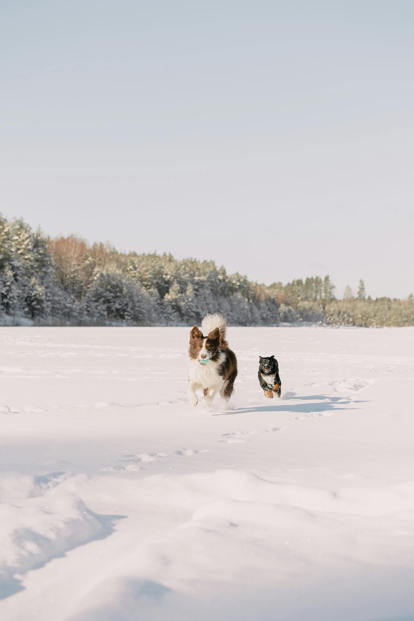 Winter Animals Photos, Download The BEST Free Winter Animals Stock ...