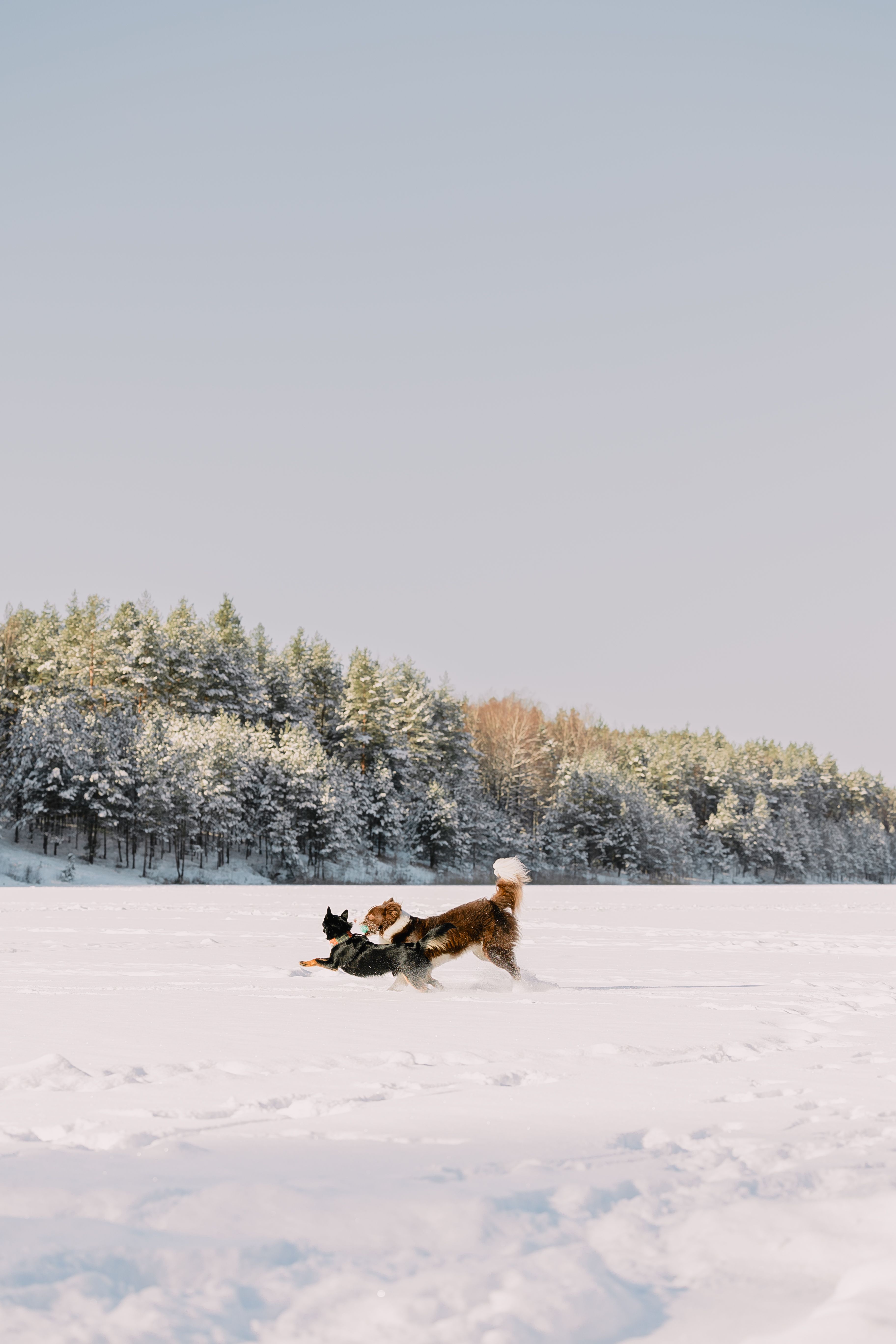 Playful Dogs in Snowy Winter Landscape · Free Stock Photo