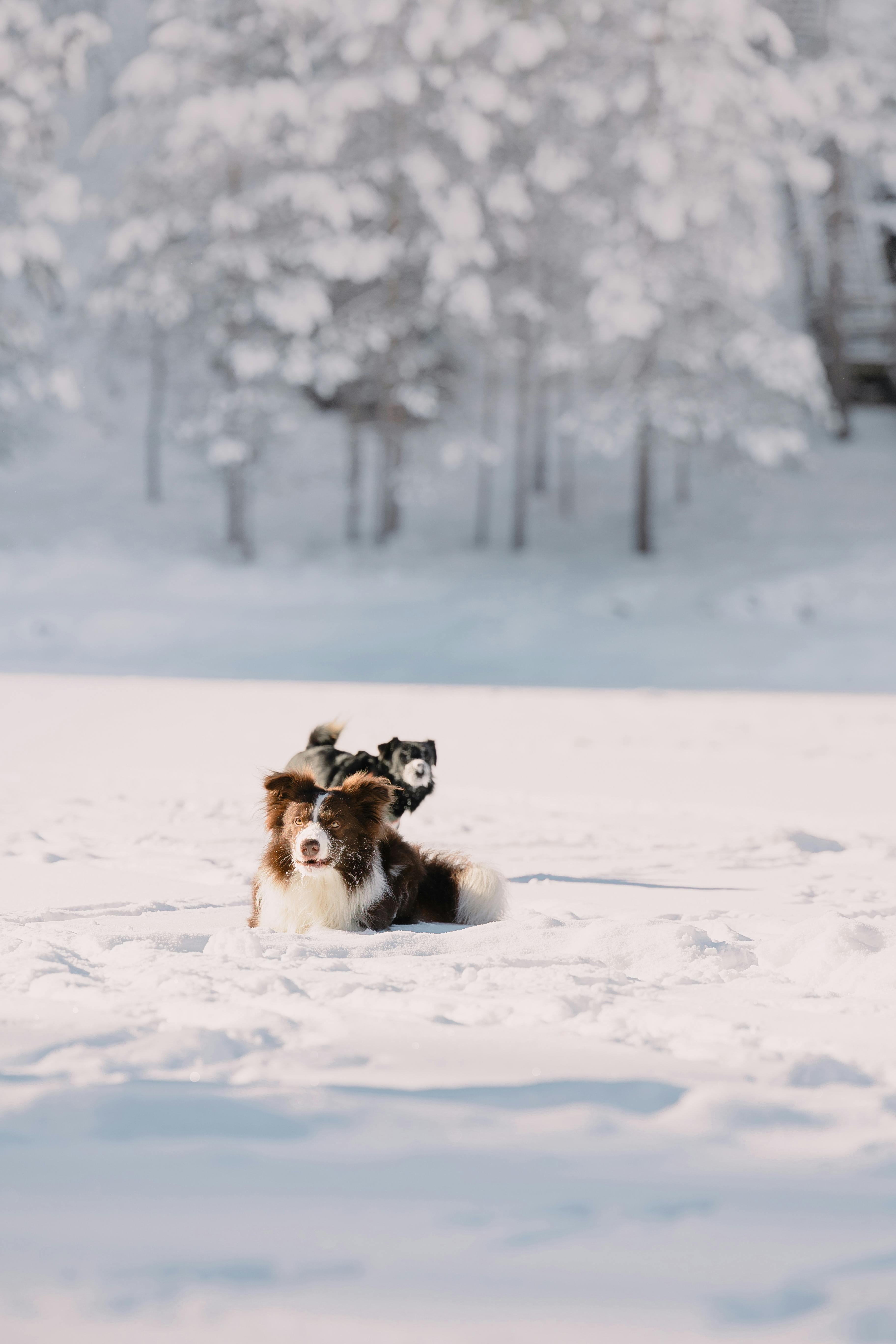 Playful Border Collies in Snowy Winter Landscape · Free Stock Photo