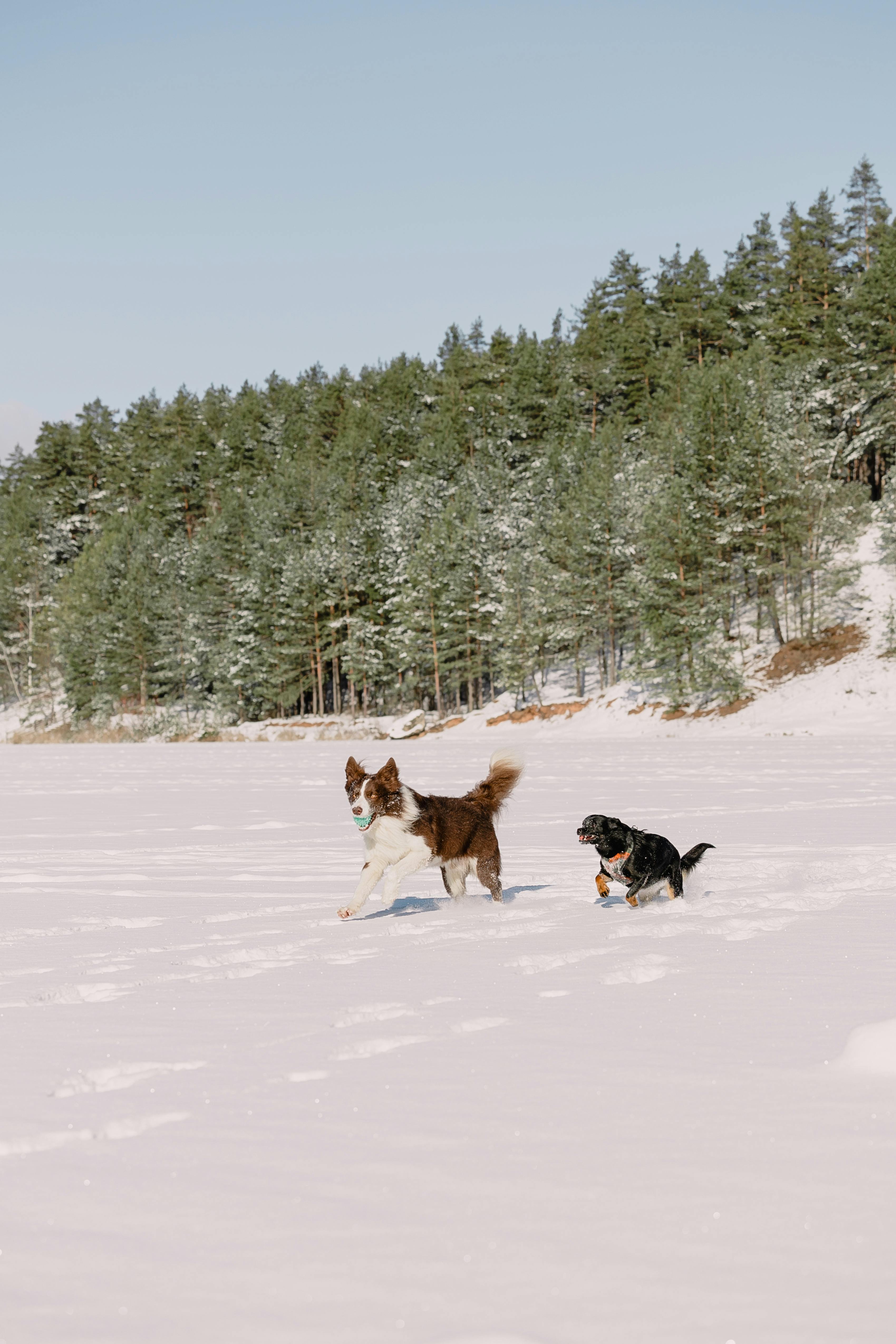 Dogs On Snow Photos, Download The BEST Free Dogs On Snow Stock Photos ...